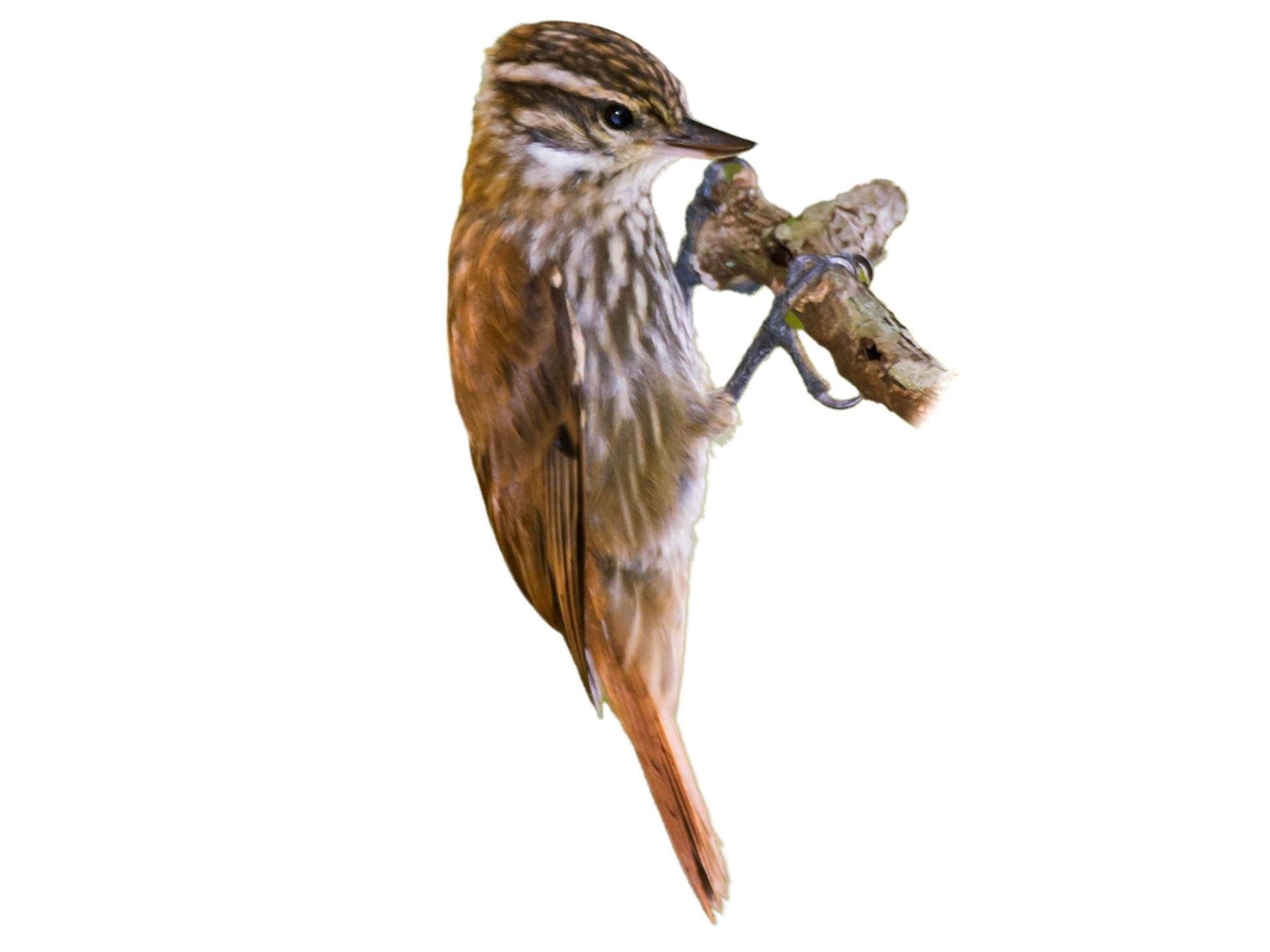 Streaked Xenops (Xenops rutilans) identification - Birda