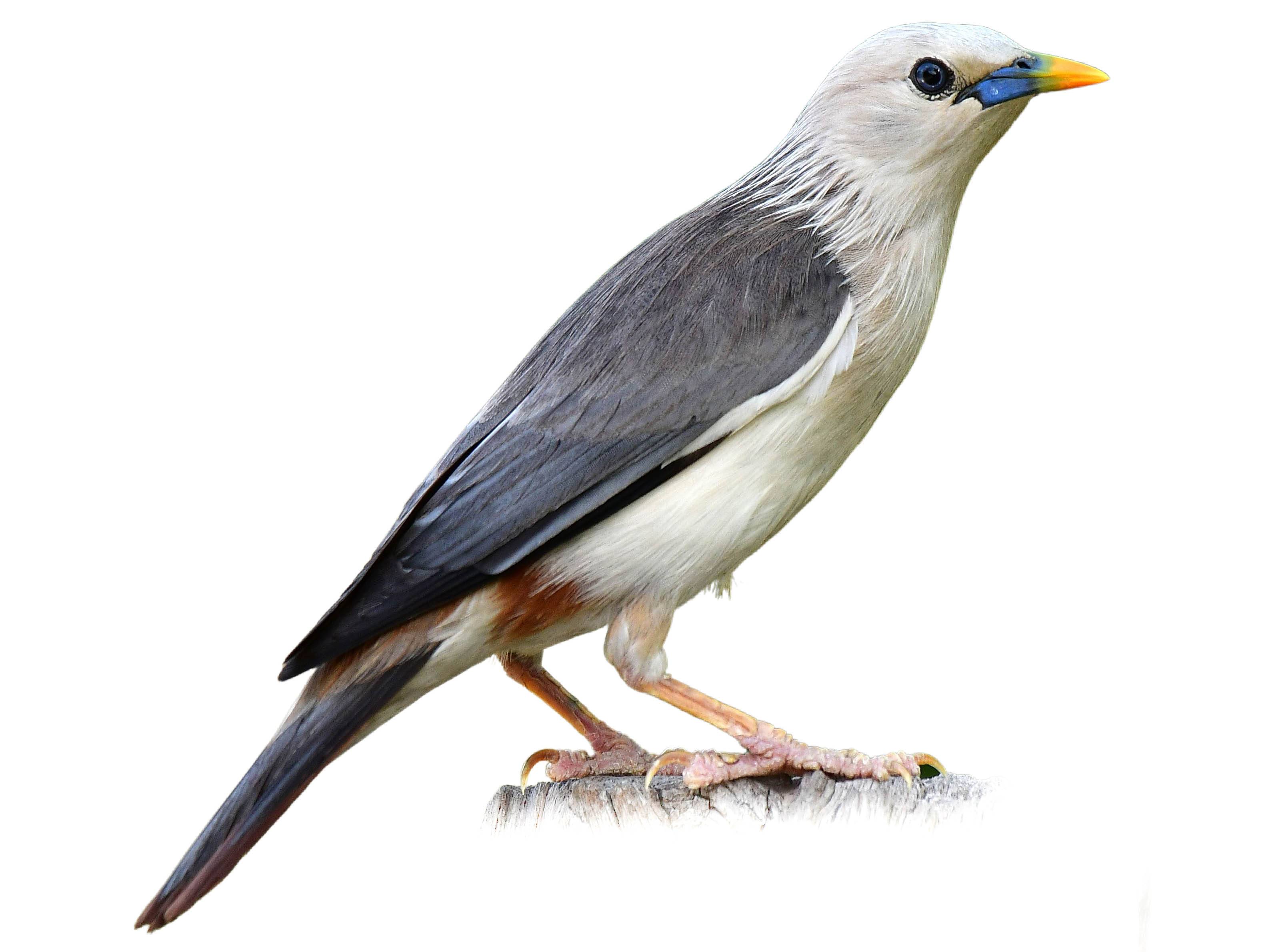 Chestnut-tailed Starling (Sturnia malabarica) identification - Birda