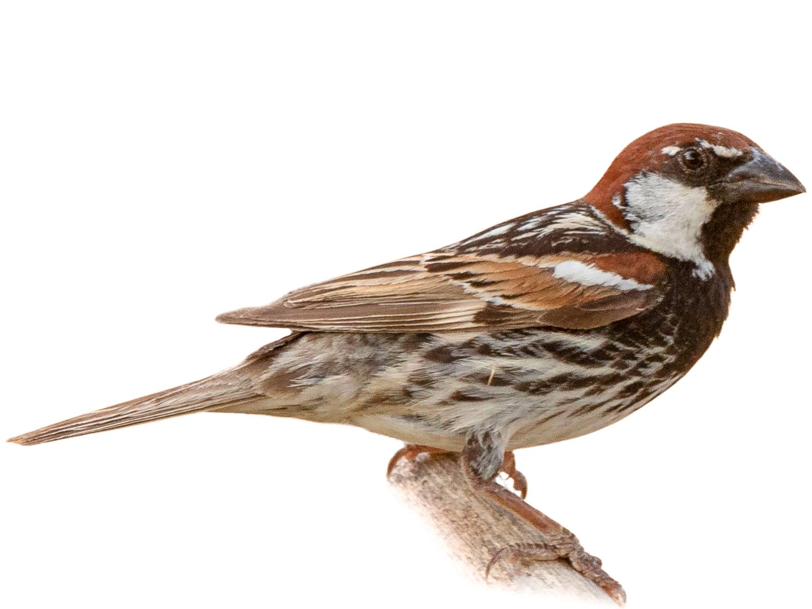 Spanish Sparrow (Passer hispaniolensis) identification - Birda
