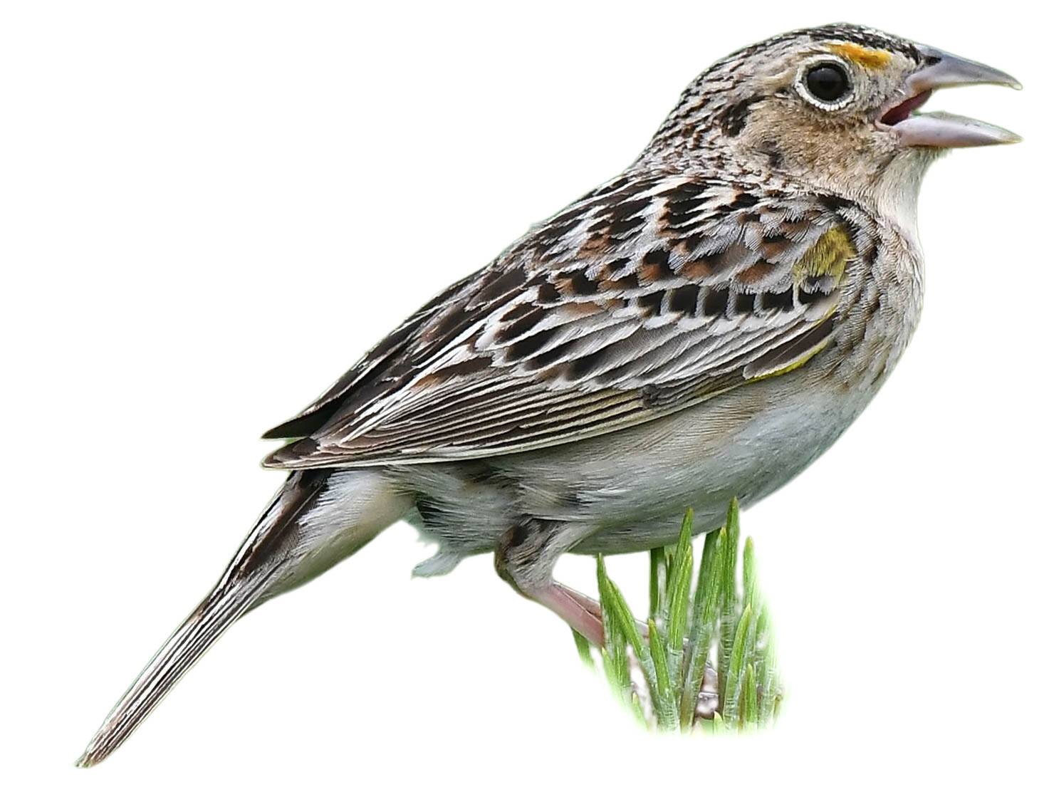 Grasshopper Sparrow (Ammodramus savannarum) identification - Birda