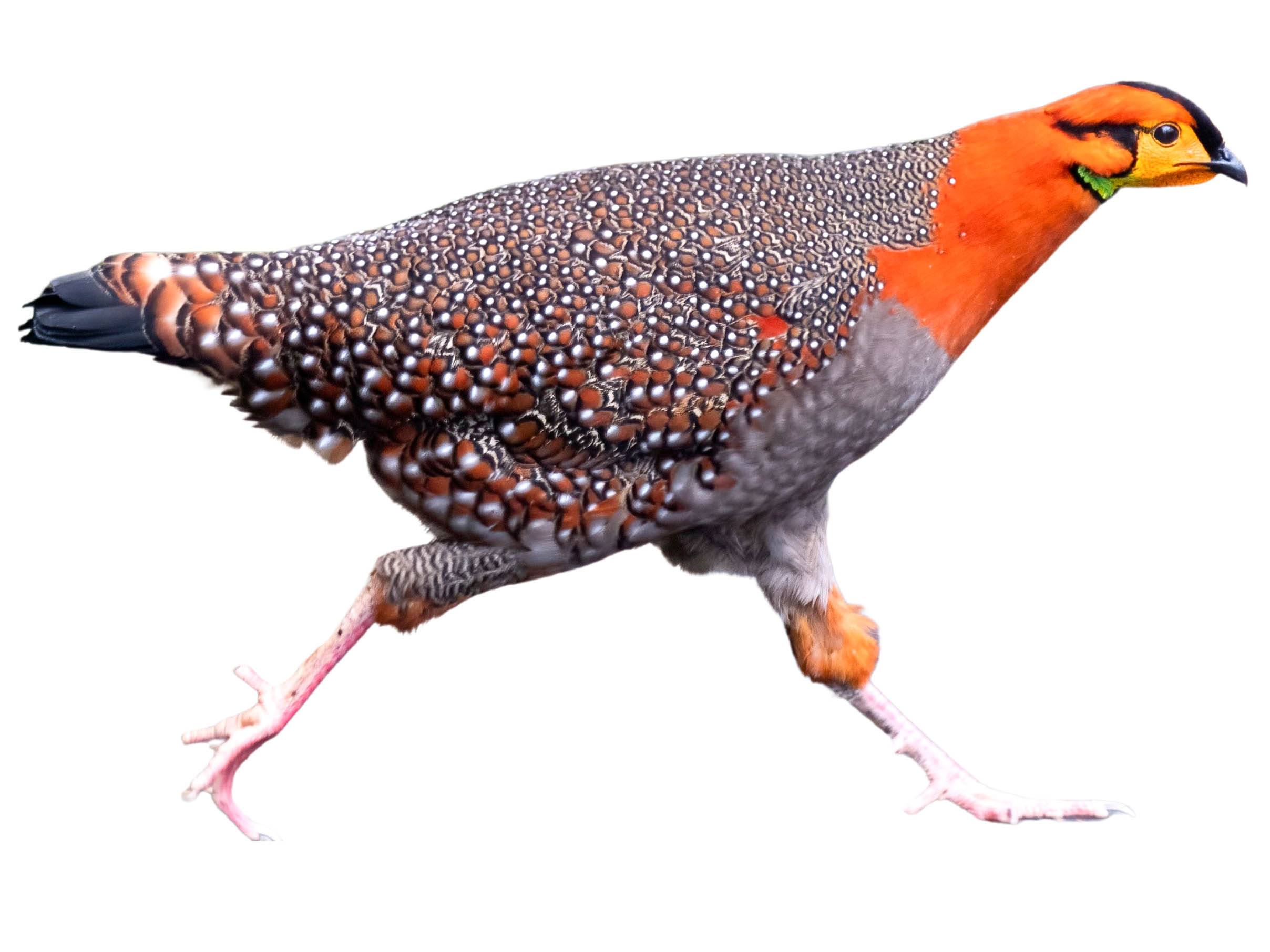 Blyth's Tragopan (Tragopan blythii) identification - Birda