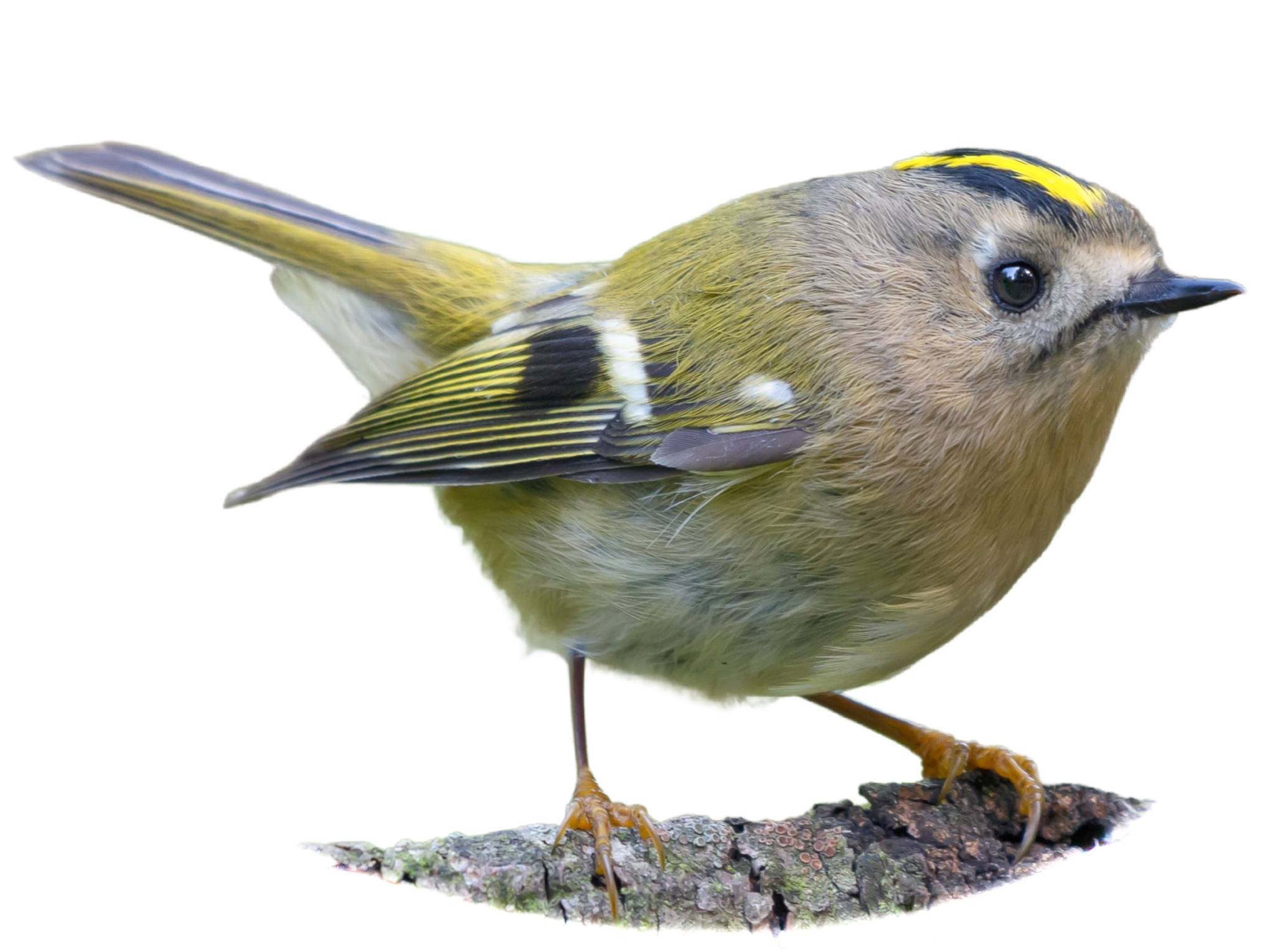 Goldcrest (Regulus regulus) identification - Birda
