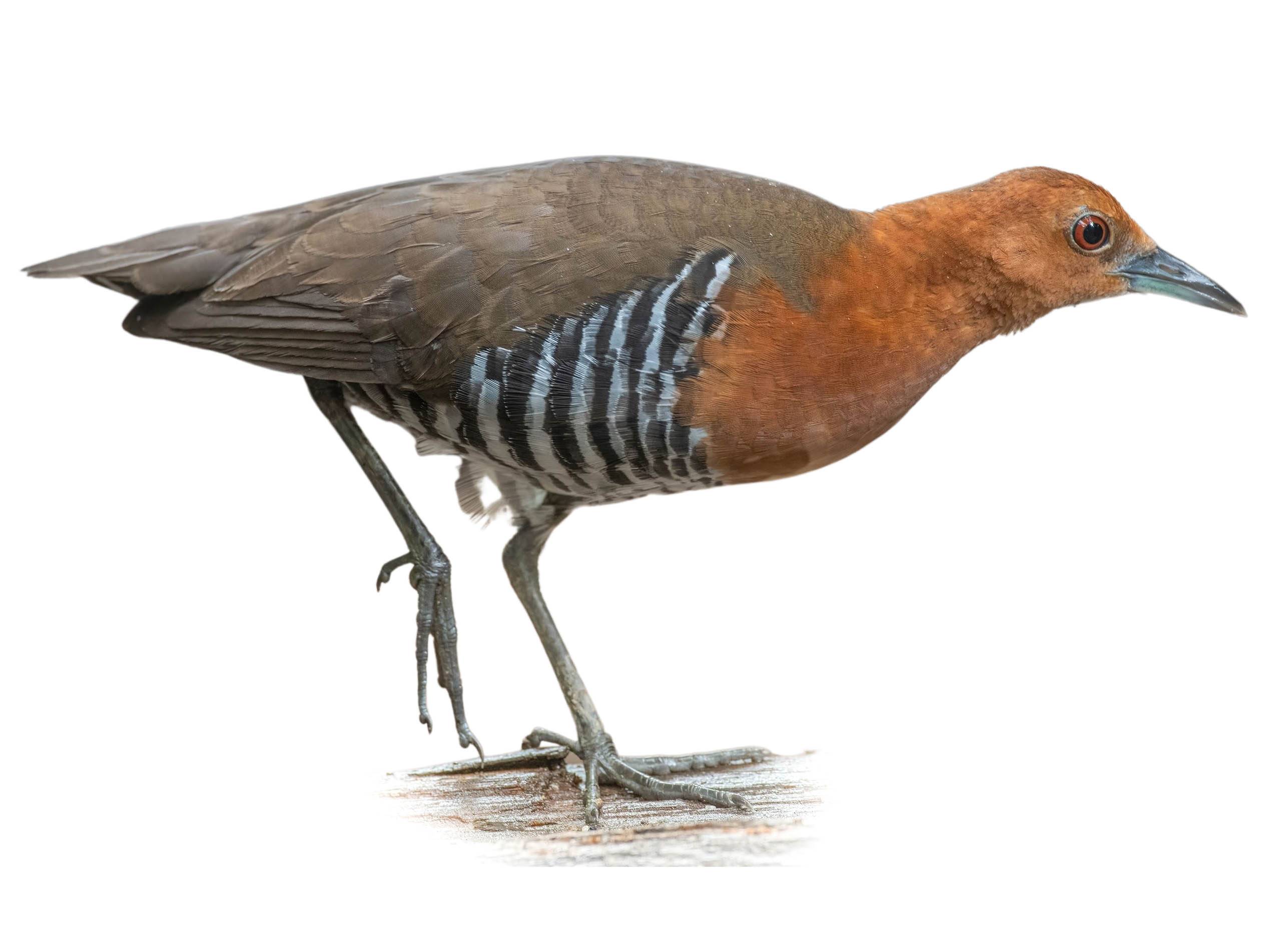 Slaty-legged Crake (Rallina eurizonoides) identification - Birda