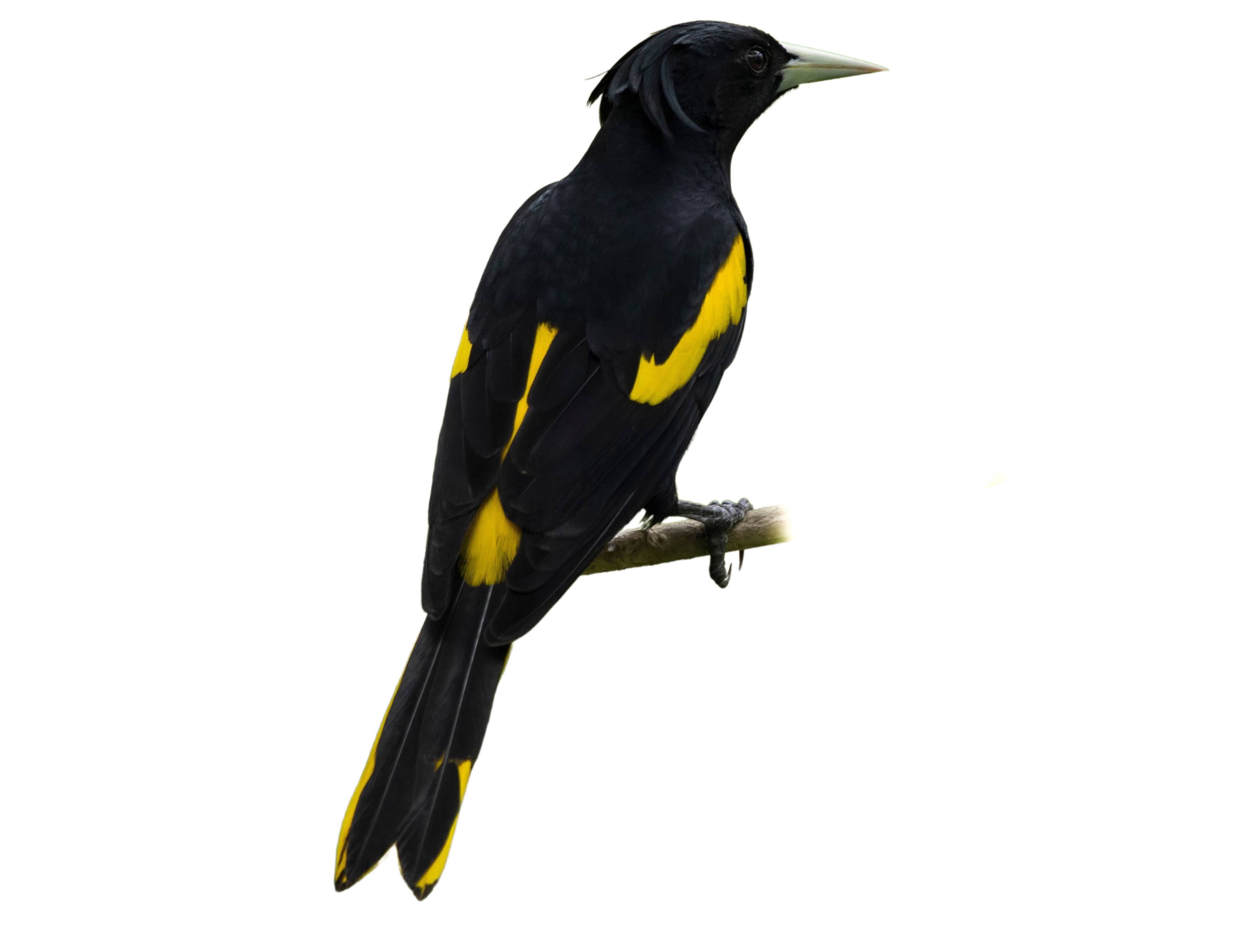 Mexican Cacique (Cassiculus melanicterus) identification - Birda