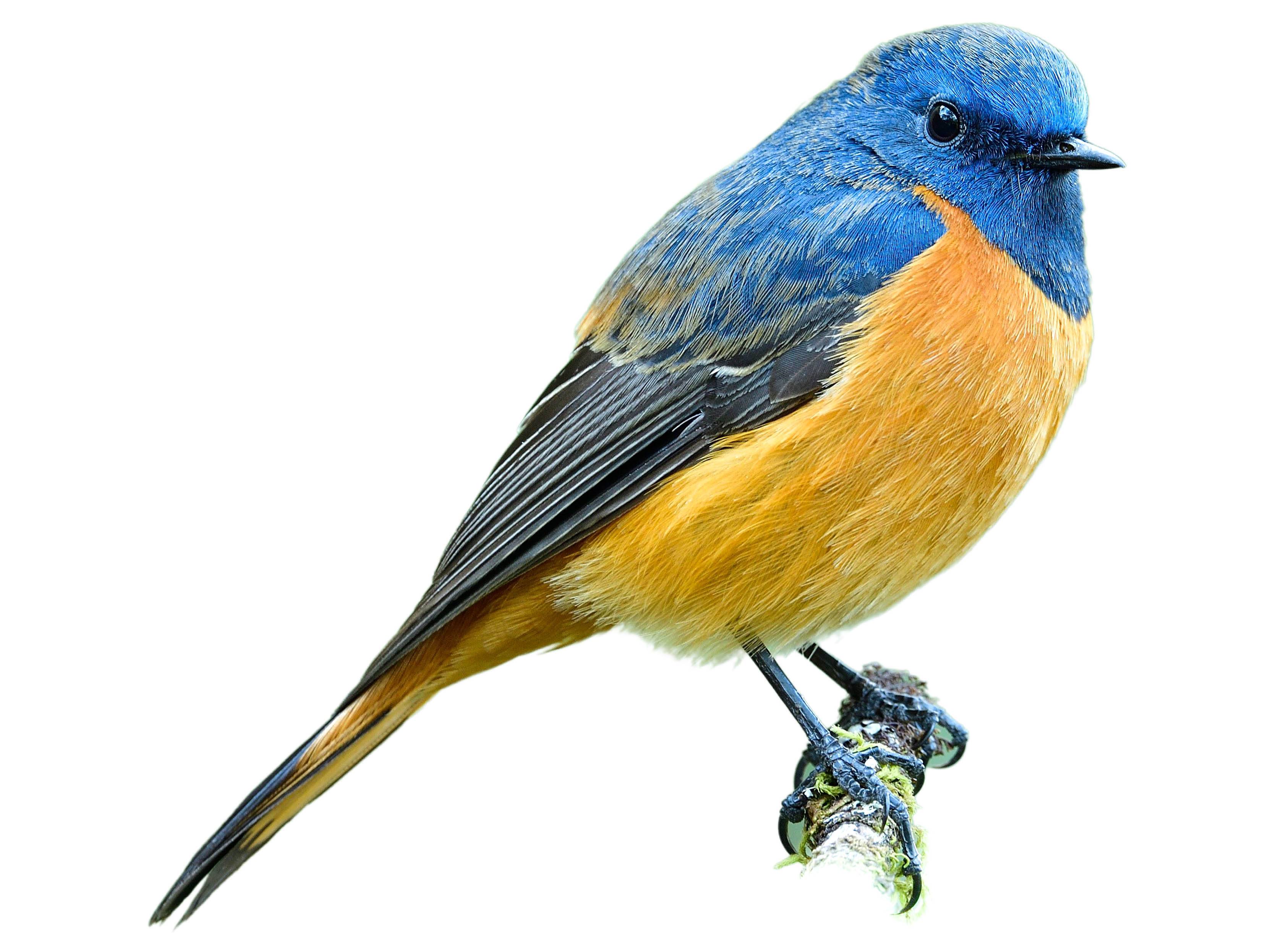 Blue-fronted Redstart (Phoenicurus frontalis) identification - Birda