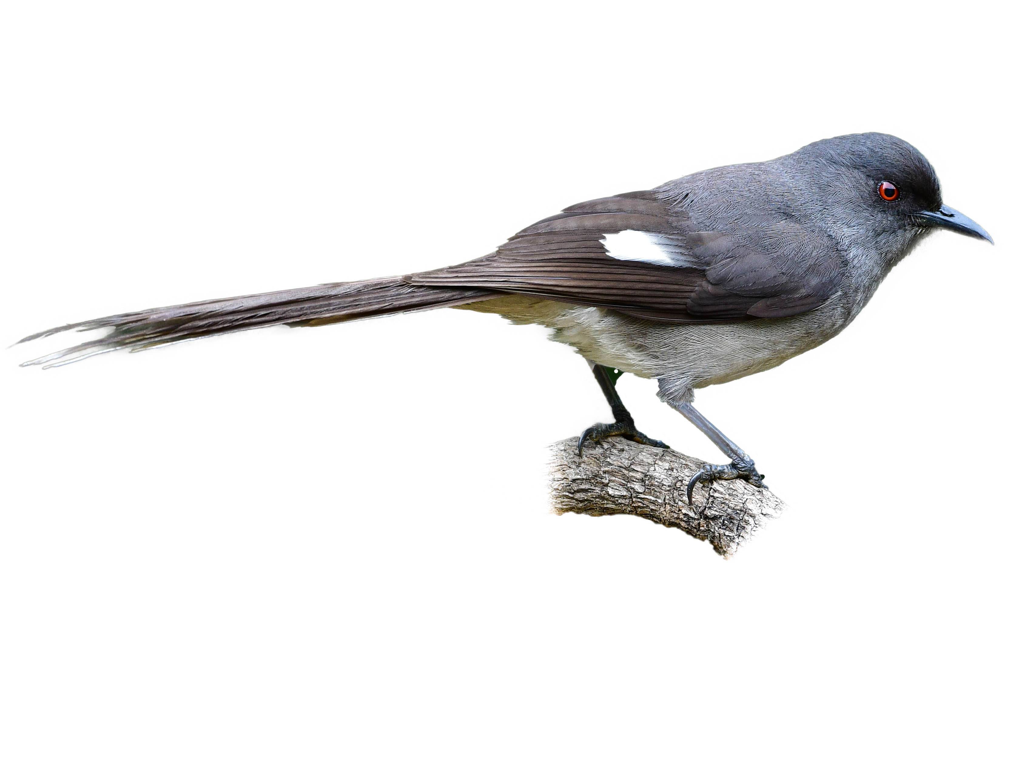 Long-tailed Sibia (Heterophasia picaoides) identification - Birda