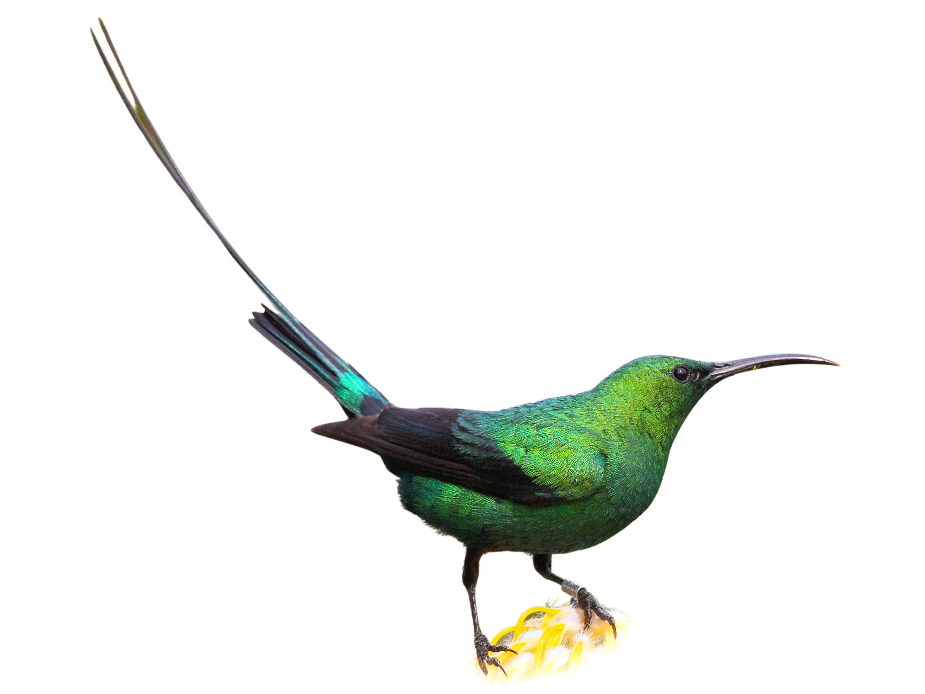 Malachite Sunbird (Nectarinia famosa) identification - Birda