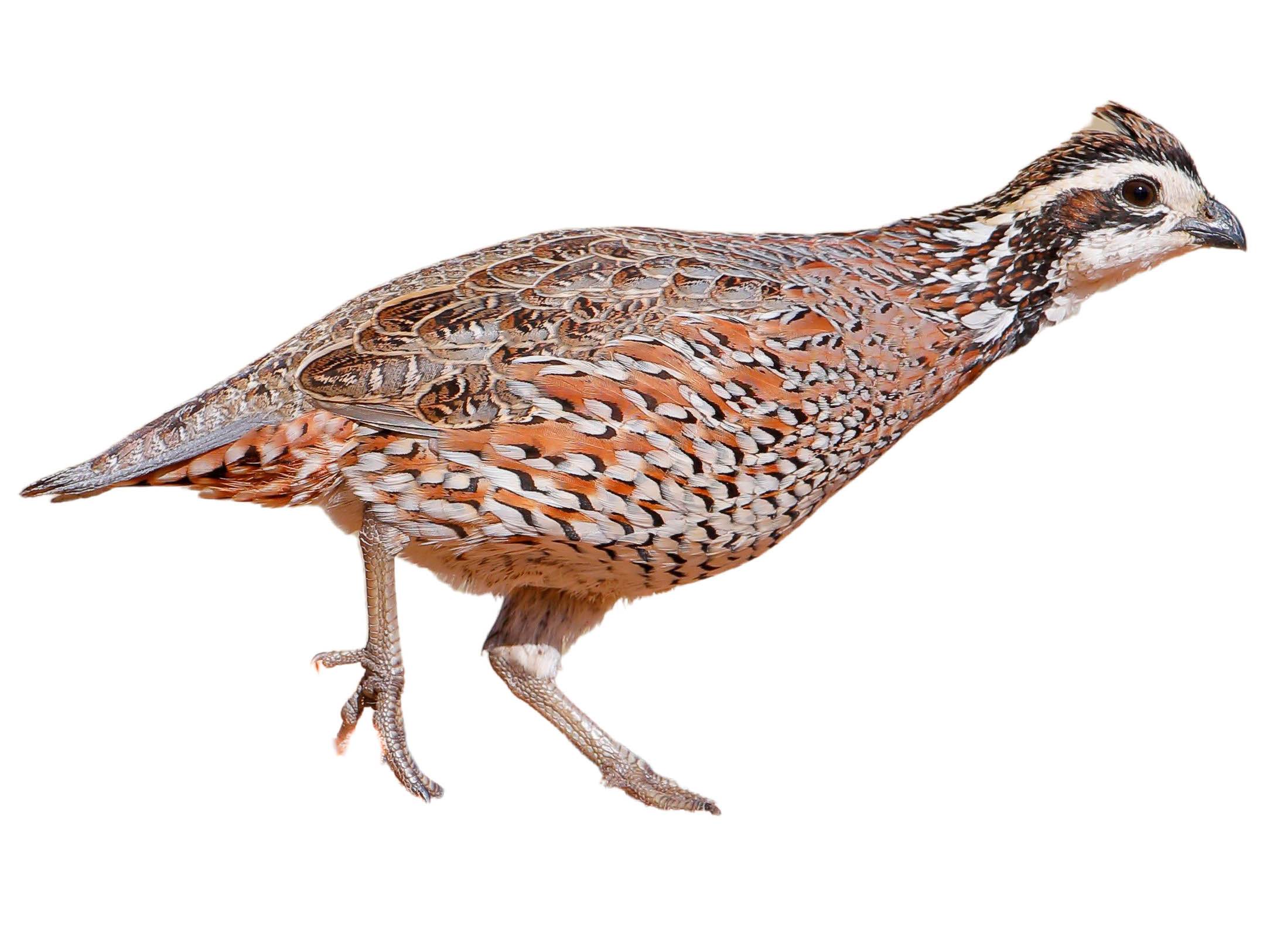 Northern Bobwhite (Colinus virginianus) identification - Birda