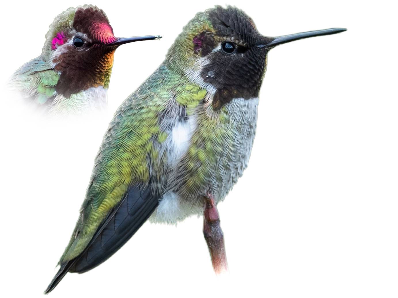 Anna's Hummingbird (Calypte anna) identification - Birda