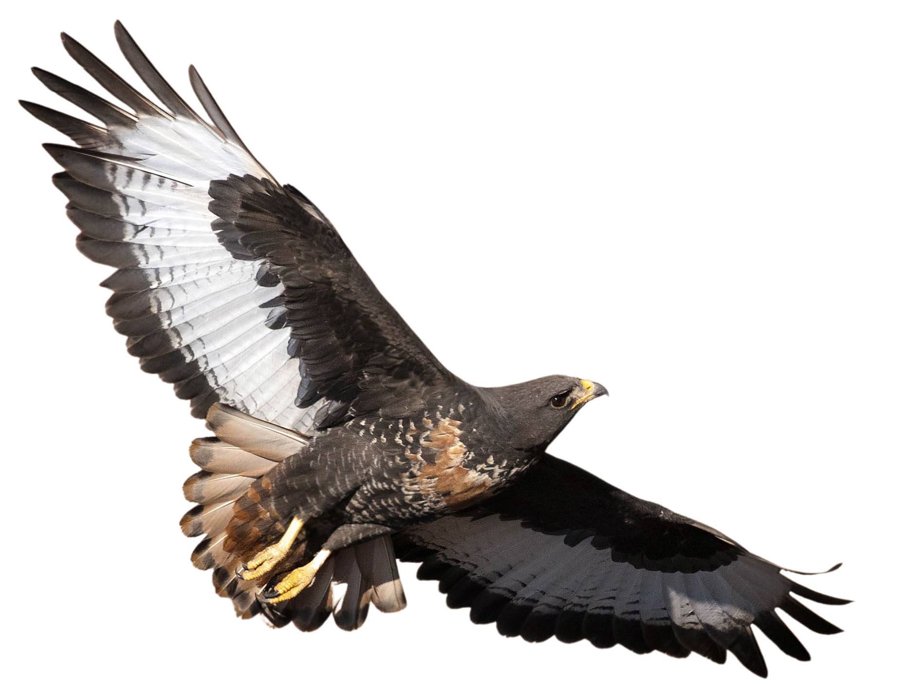 Jackal Buzzard (Buteo rufofuscus) identification - Birda