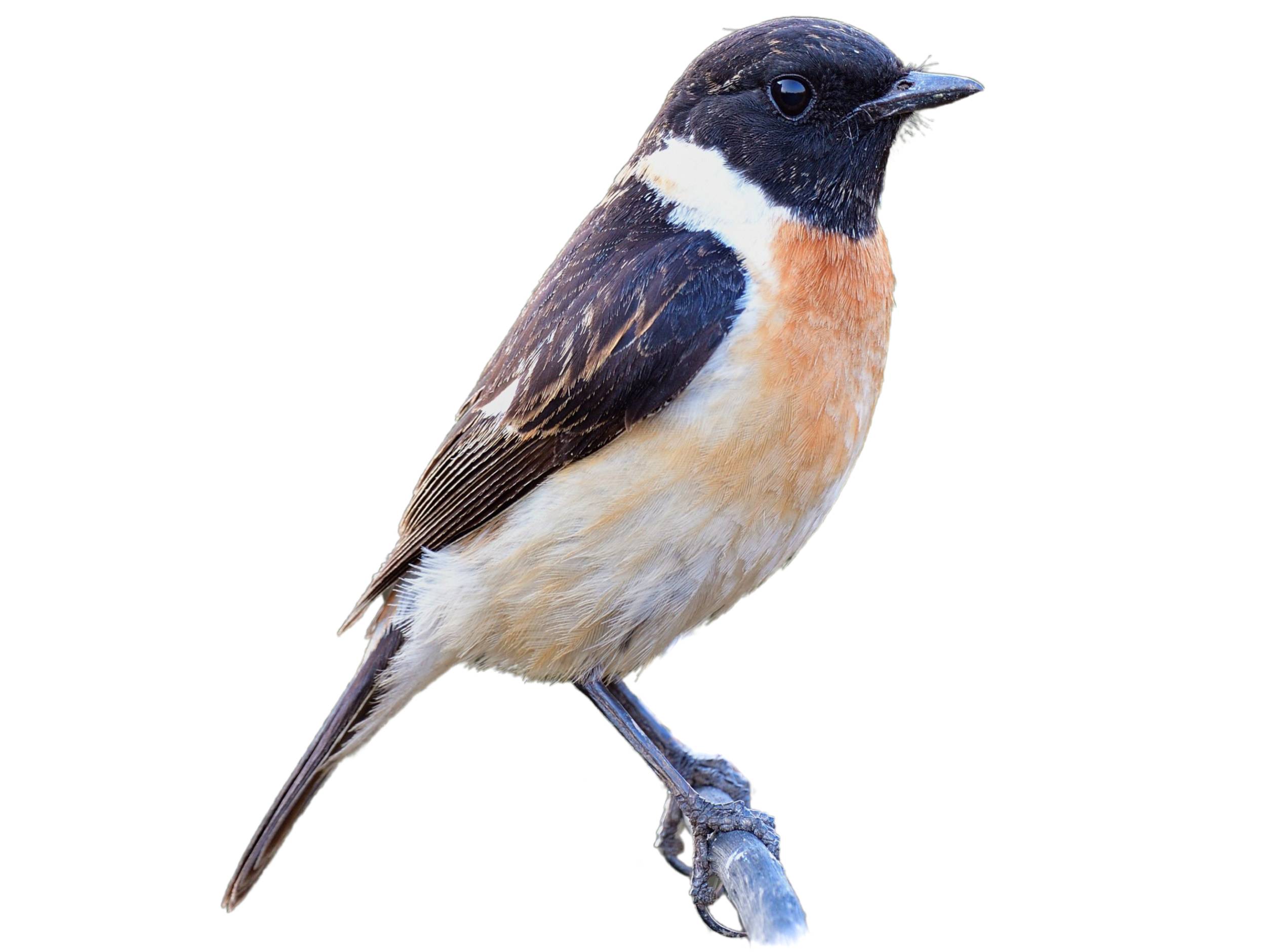 Siberian Stonechat (Saxicola maurus) identification - Birda