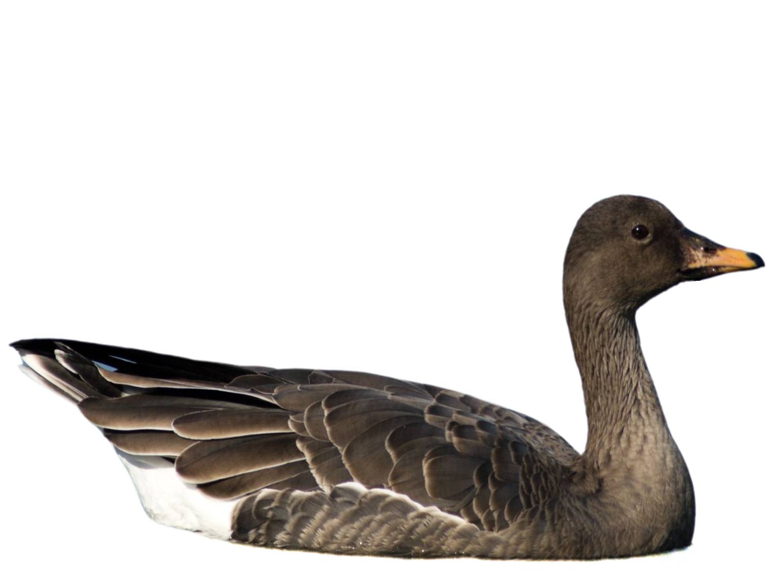 Taiga Bean Goose (Anser fabalis) identification - Birda