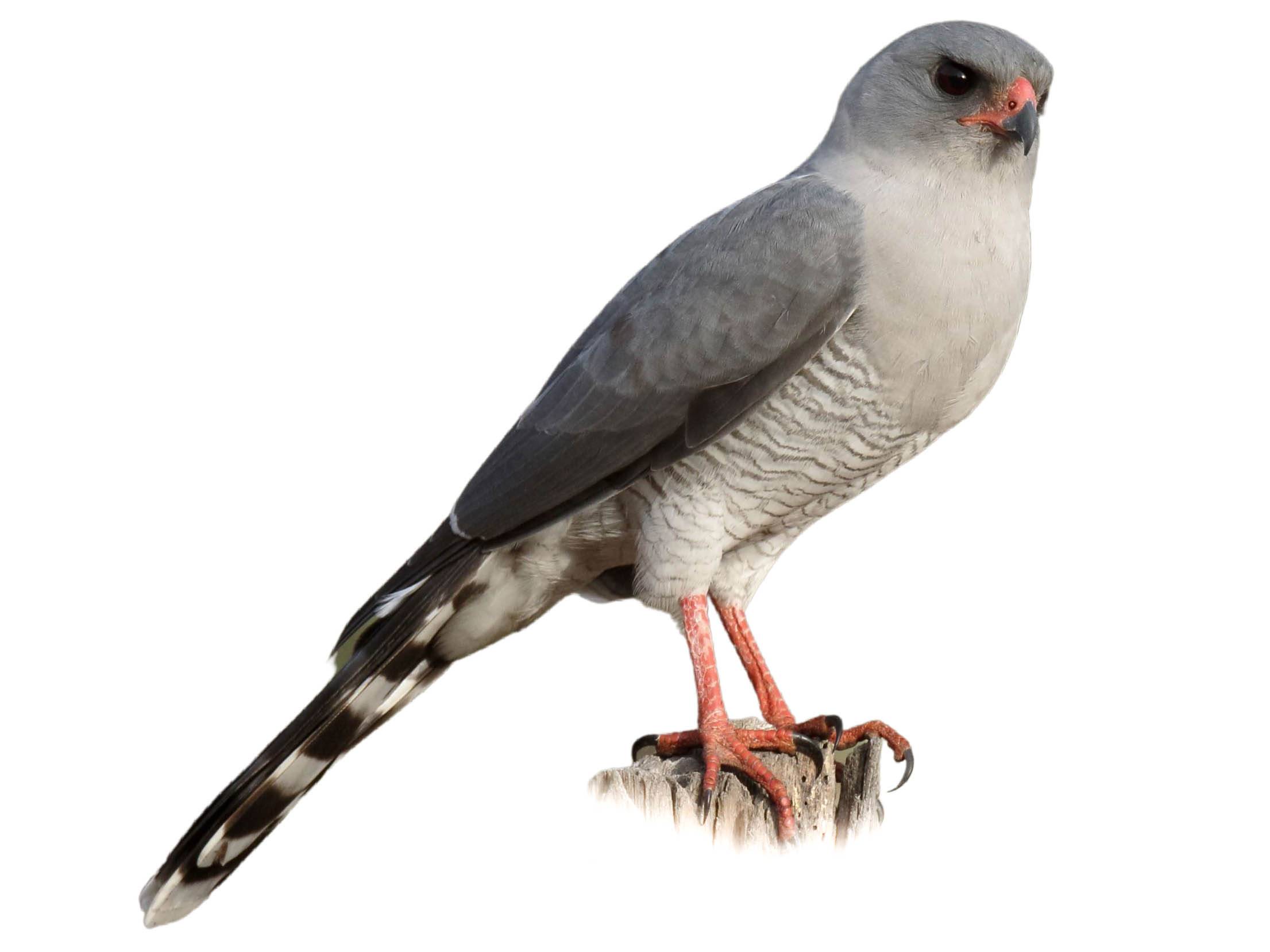 Gabar Goshawk (Micronisus gabar) identification - Birda