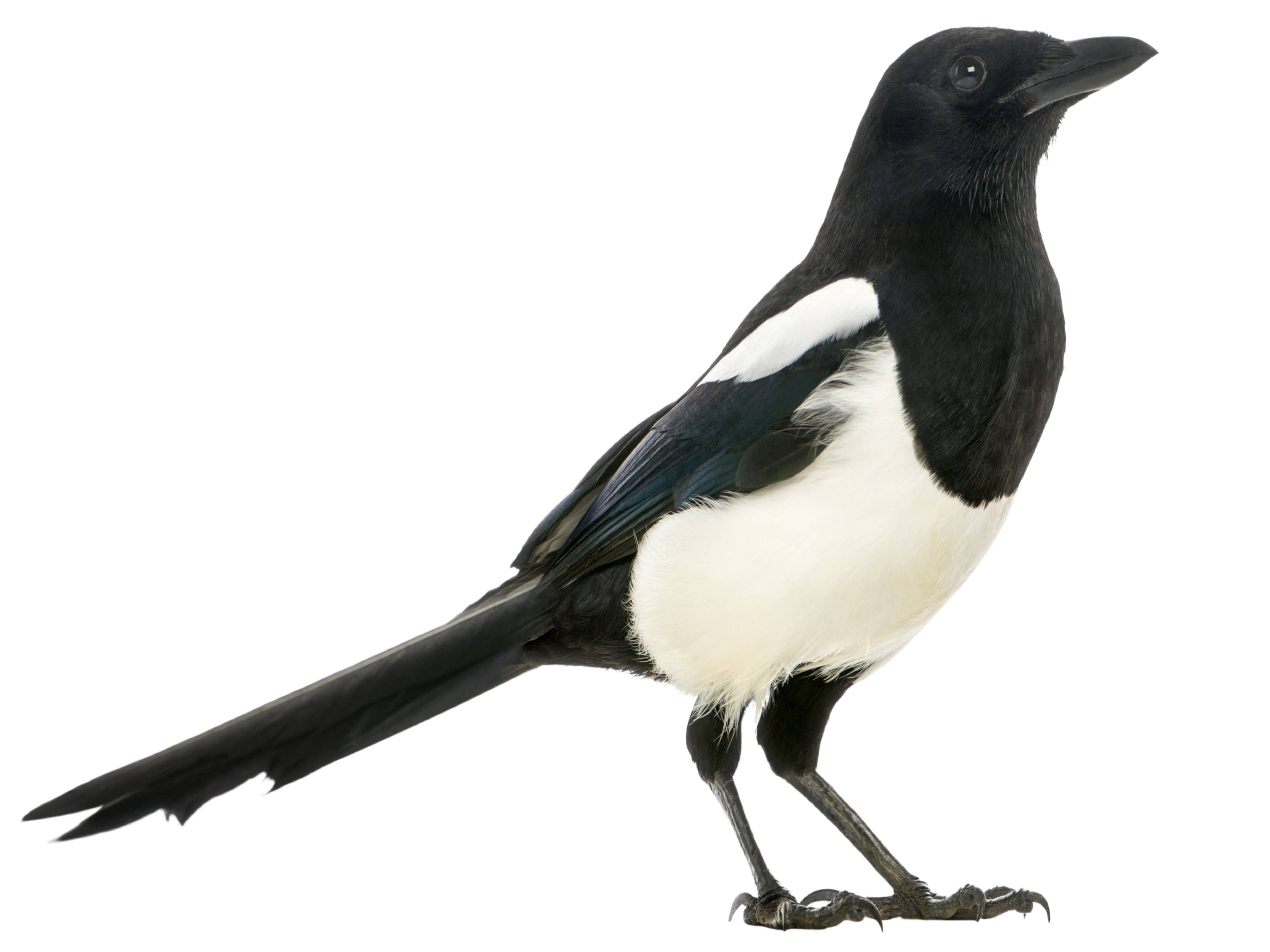 Eurasian Magpie (Pica pica) identification - Birda