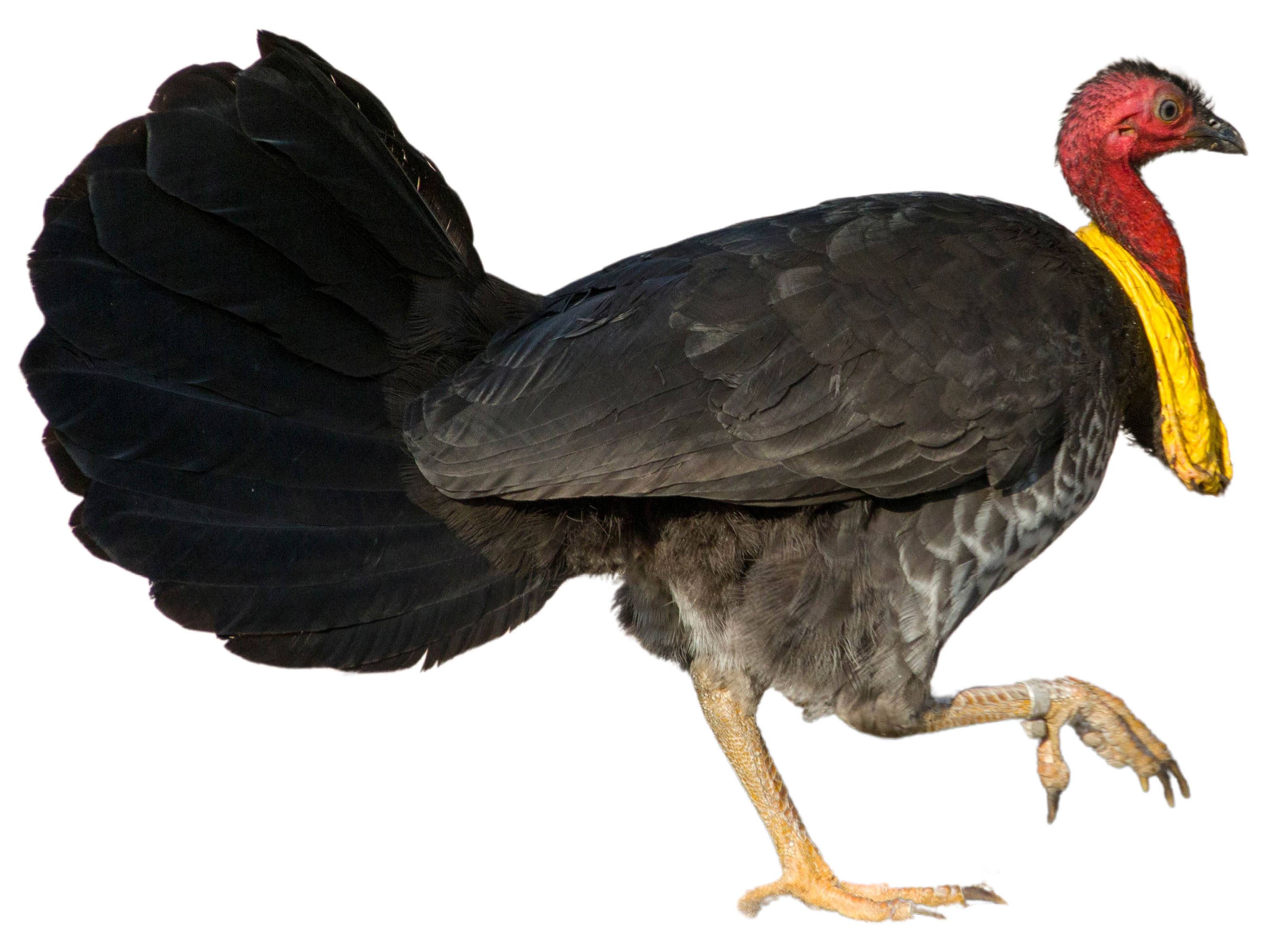 Australian Brushturkey (Alectura lathami) identification - Birda