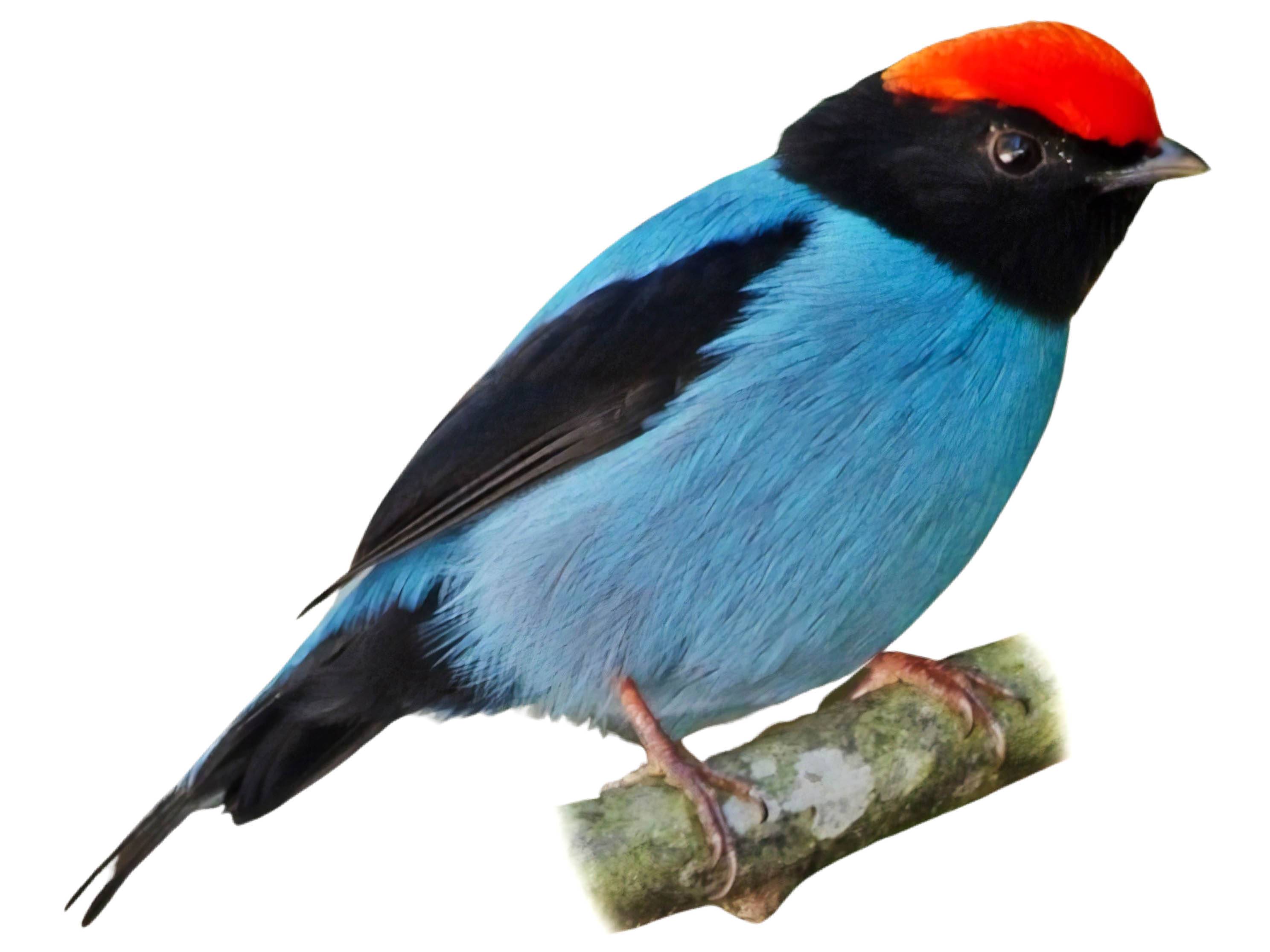 Blue Manakin (Chiroxiphia caudata) identification - Birda