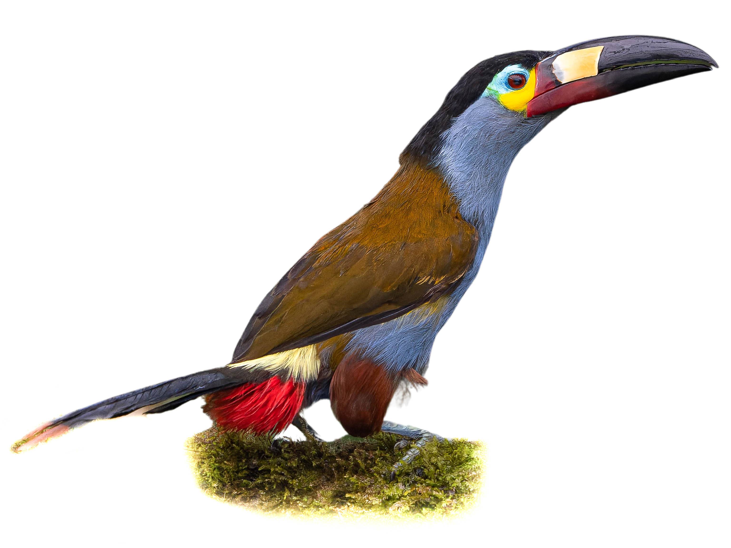 Plate-billed Mountain Toucan (Andigena laminirostris) identification ...