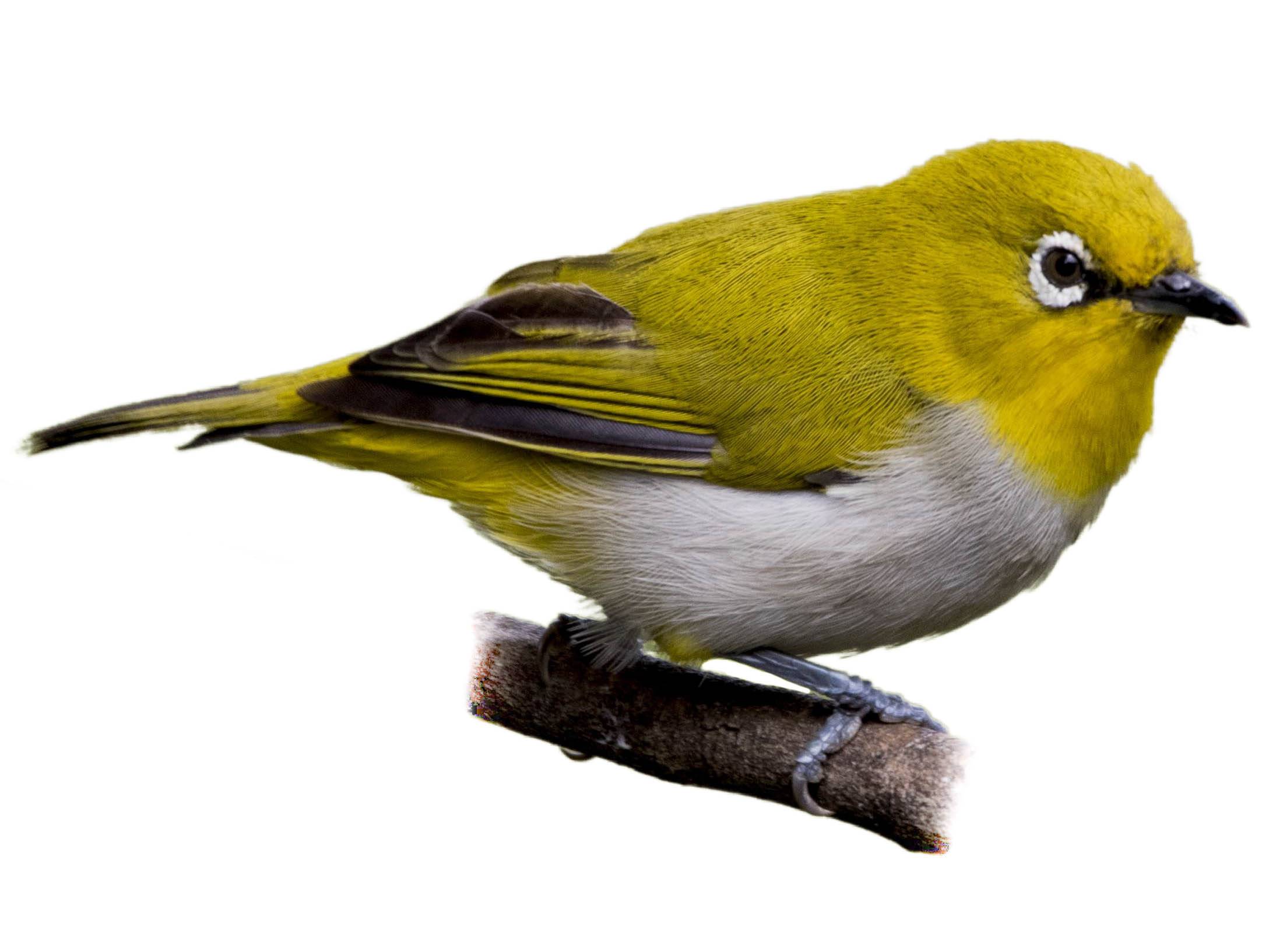 Indian White-eye (Zosterops palpebrosus) identification - Birda