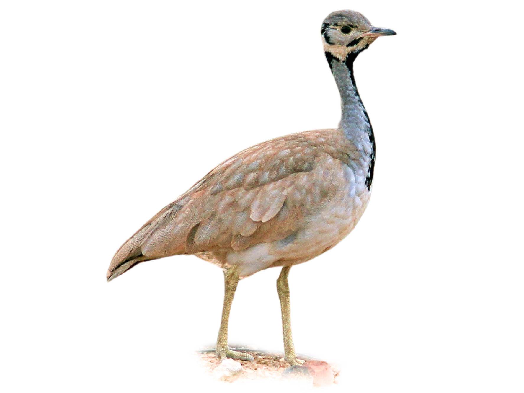 Rüppell's Korhaan (Eupodotis rueppelii) identification - Birda