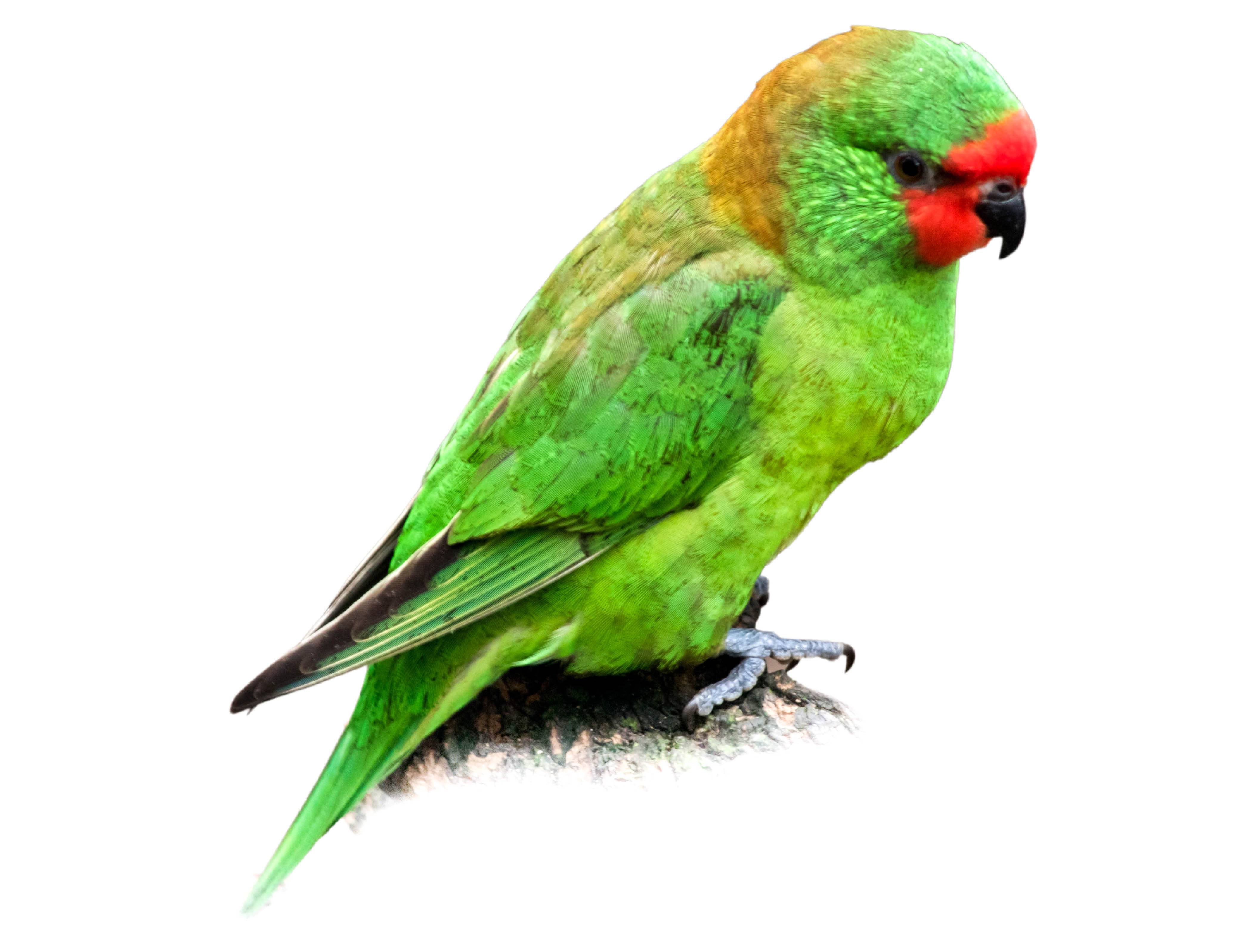 Little Lorikeet (Parvipsitta pusilla) identification - Birda