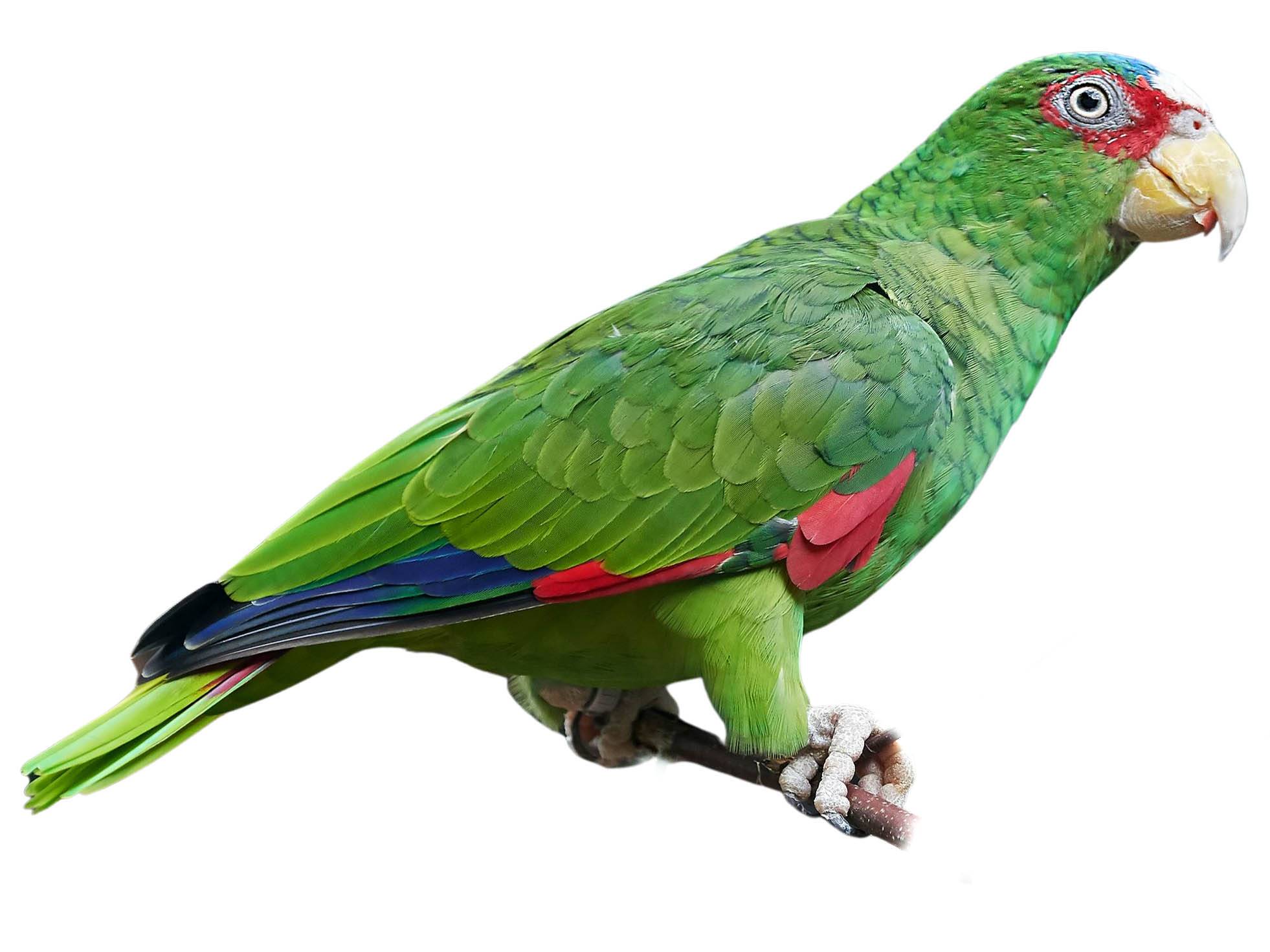 White-fronted Amazon (Amazona albifrons) identification - Birda