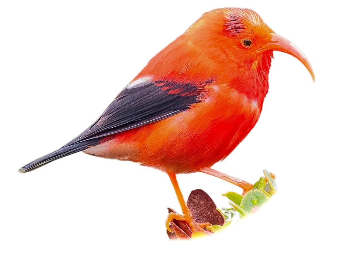 Iiwi (Drepanis coccinea) identification - Birda