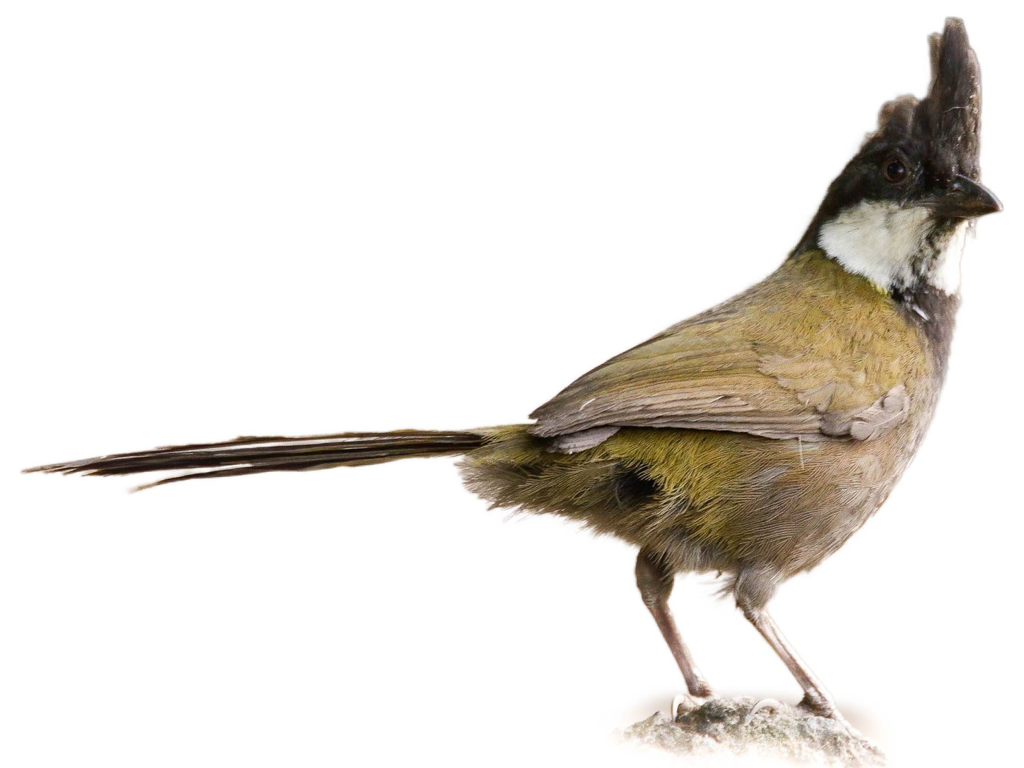 Eastern Whipbird (Psophodes olivaceus) identification - Birda