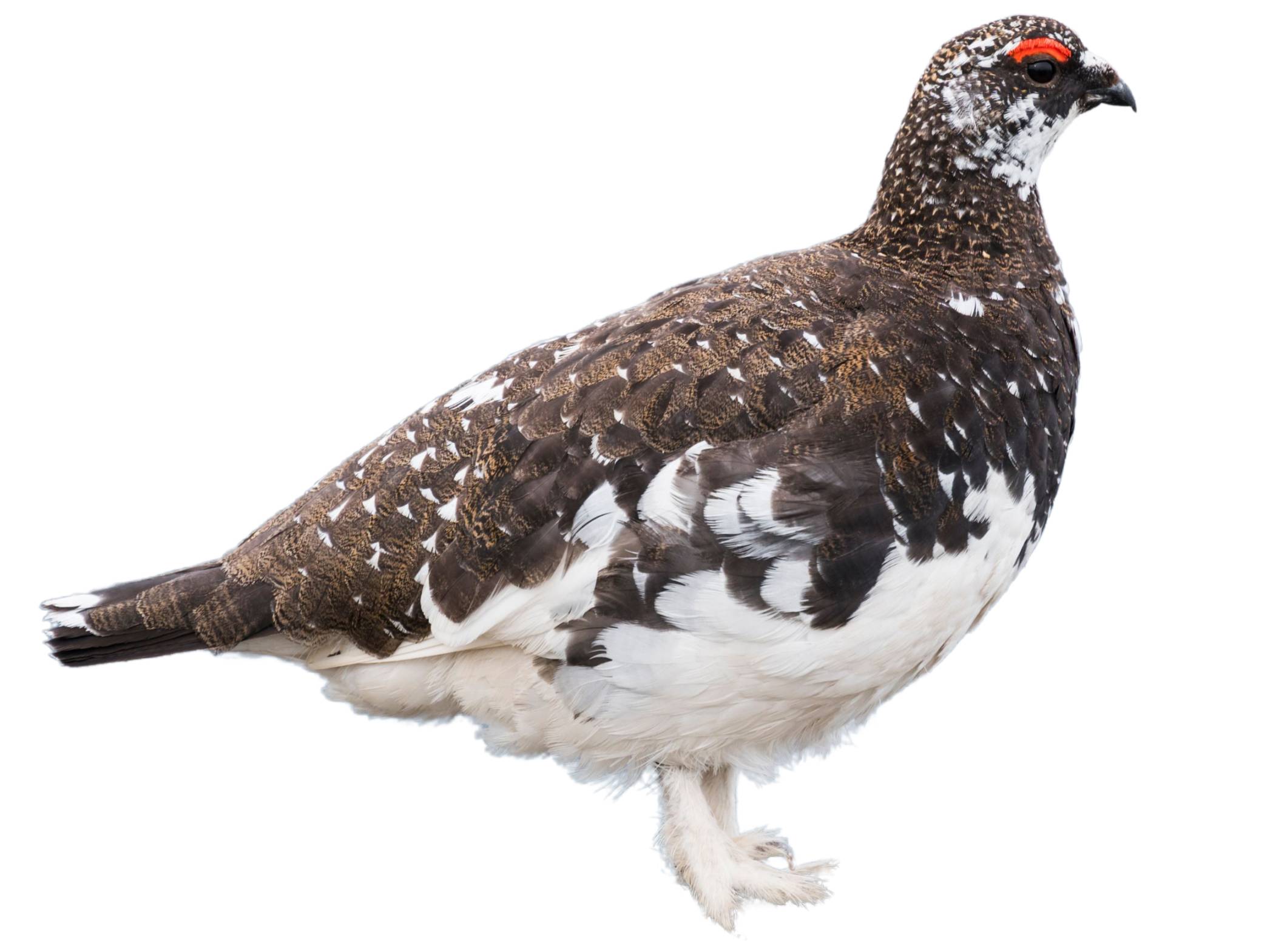 Rock Ptarmigan (Lagopus muta) identification - Birda