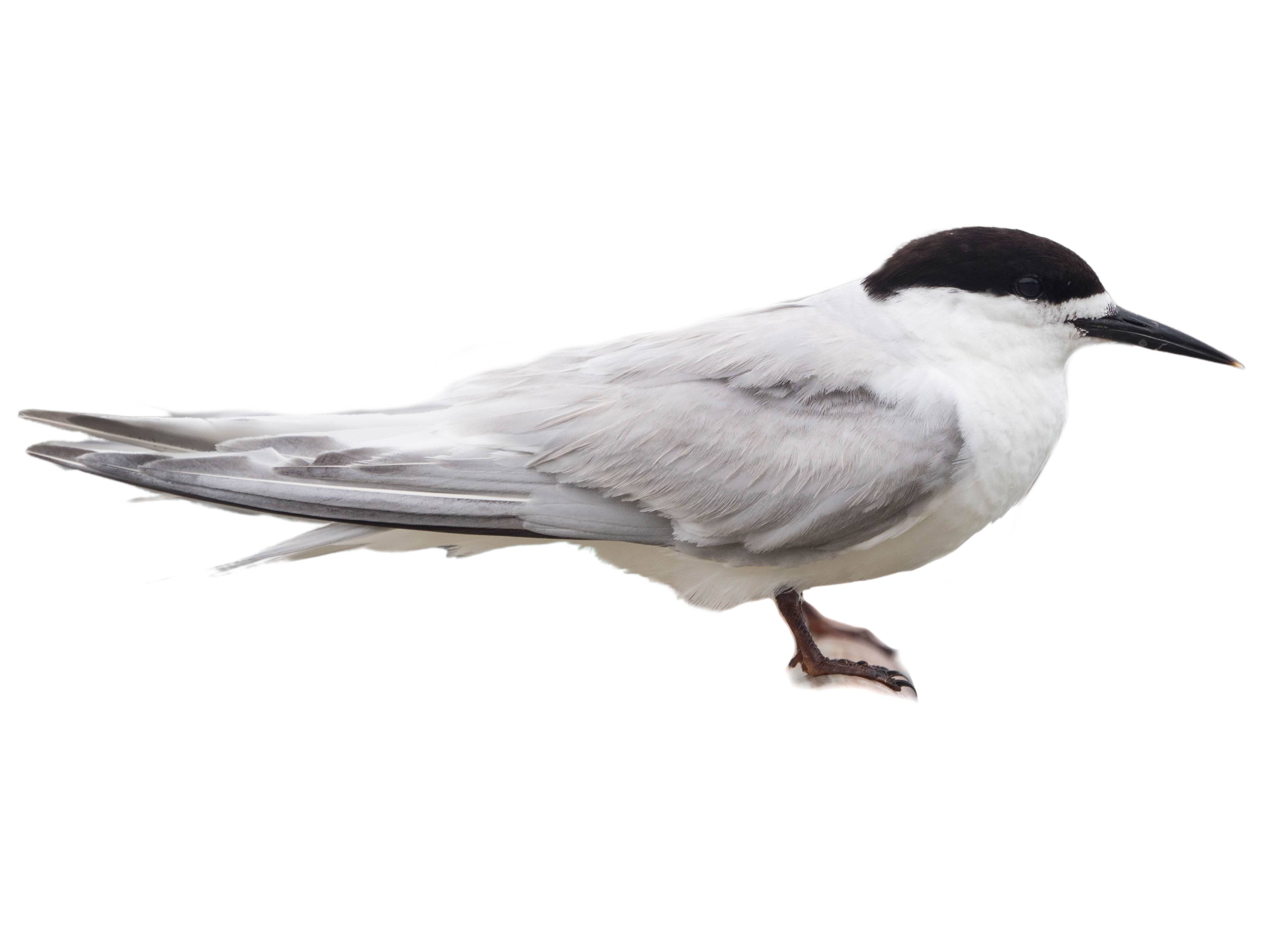 White-fronted Tern (Sterna striata) identification - Birda