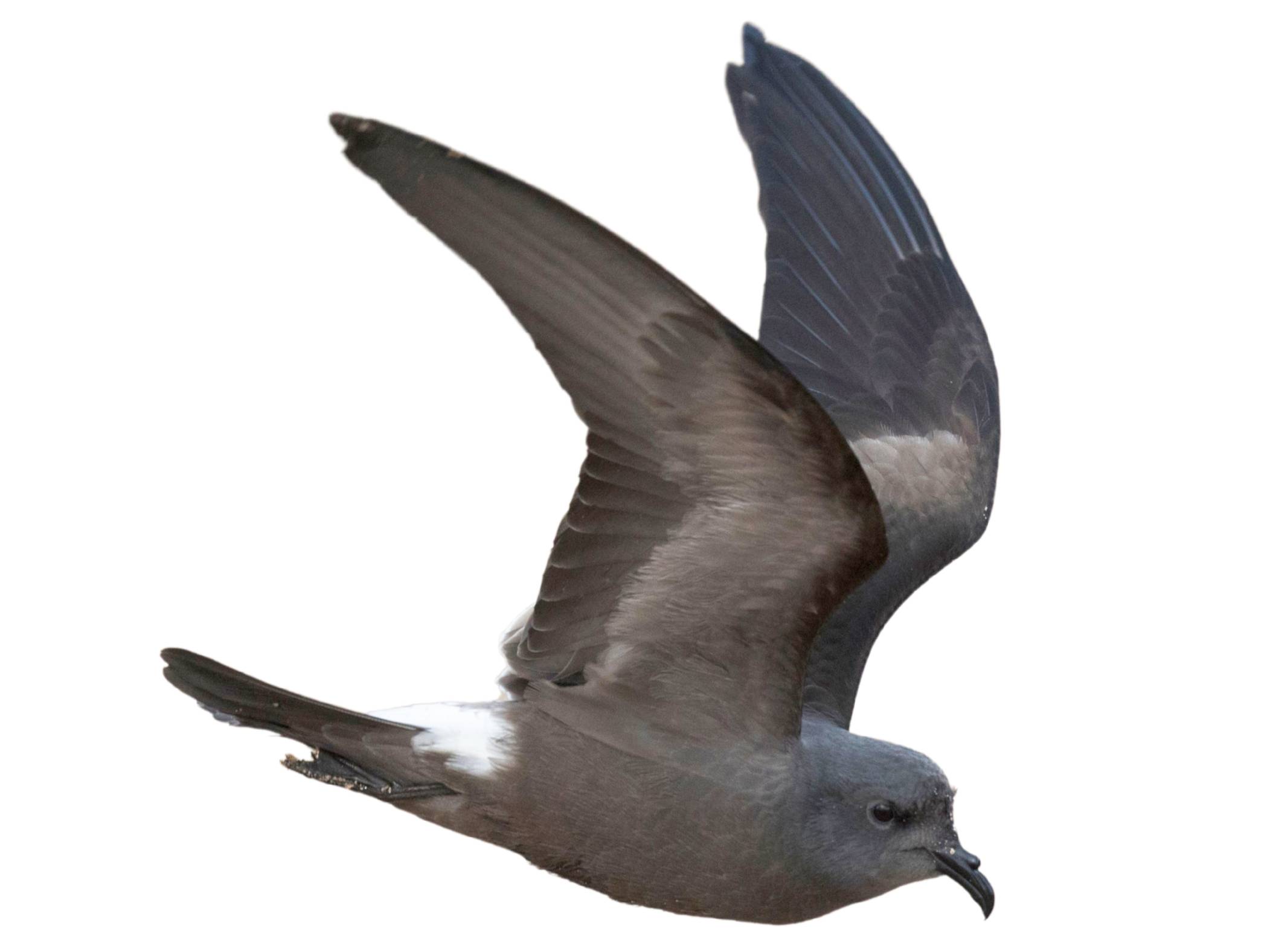 Leach's Storm Petrel (Hydrobates leucorhous) identification - Birda