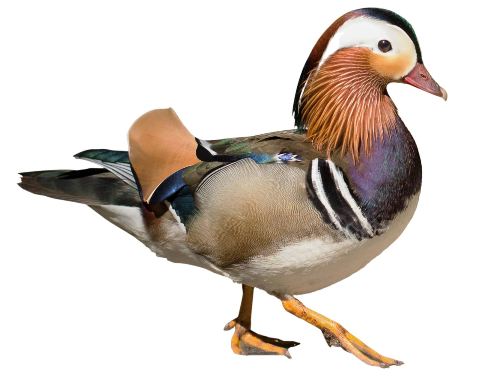 Mandarin Duck (Aix galericulata) identification - Birda