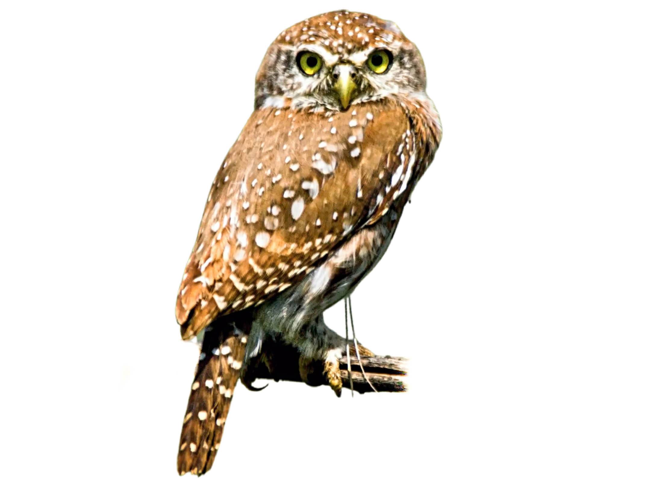 Pearl-spotted Owlet (Glaucidium perlatum) identification - Birda