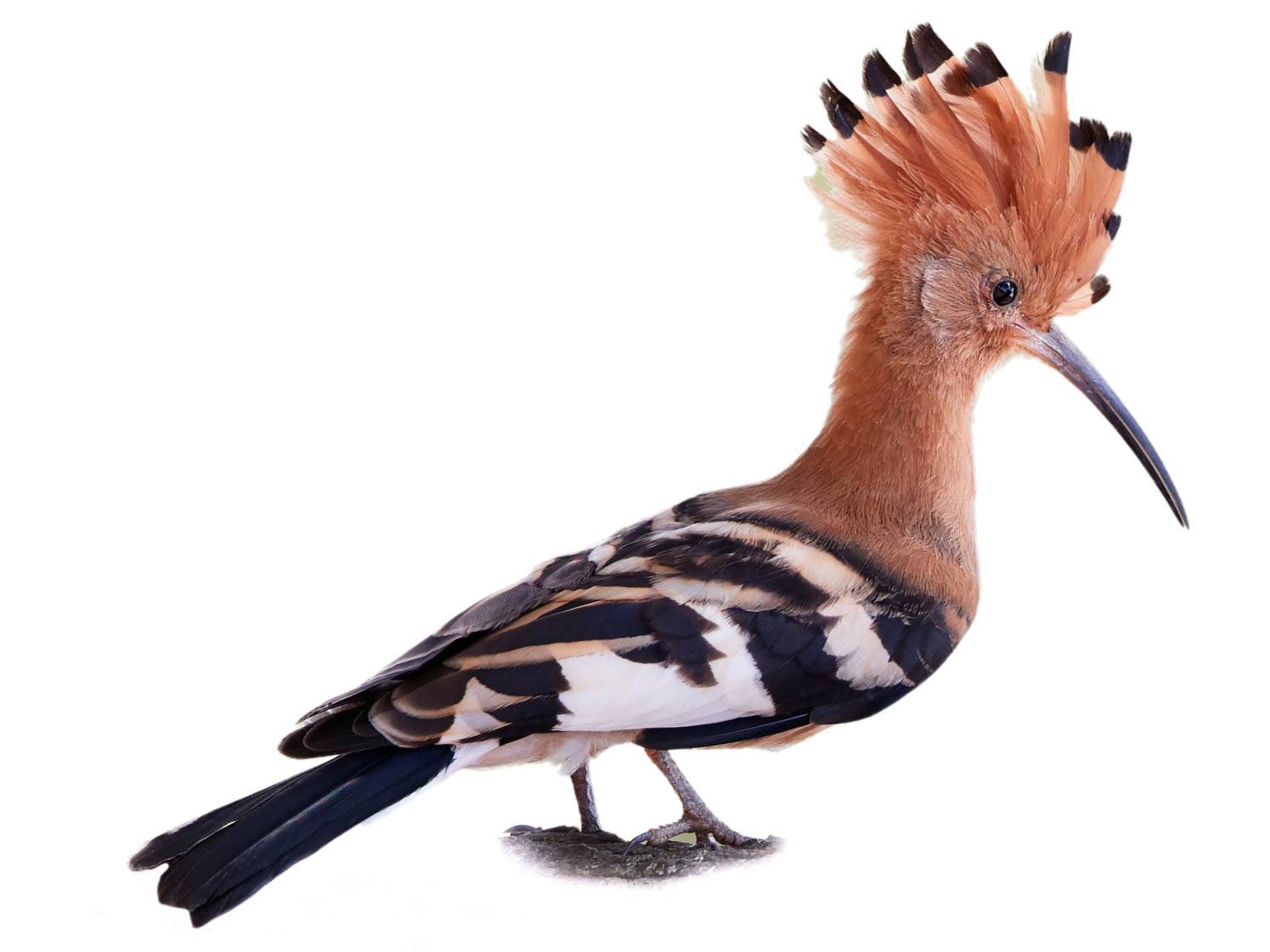 African Hoopoe (Upupa africana) identification - Birda