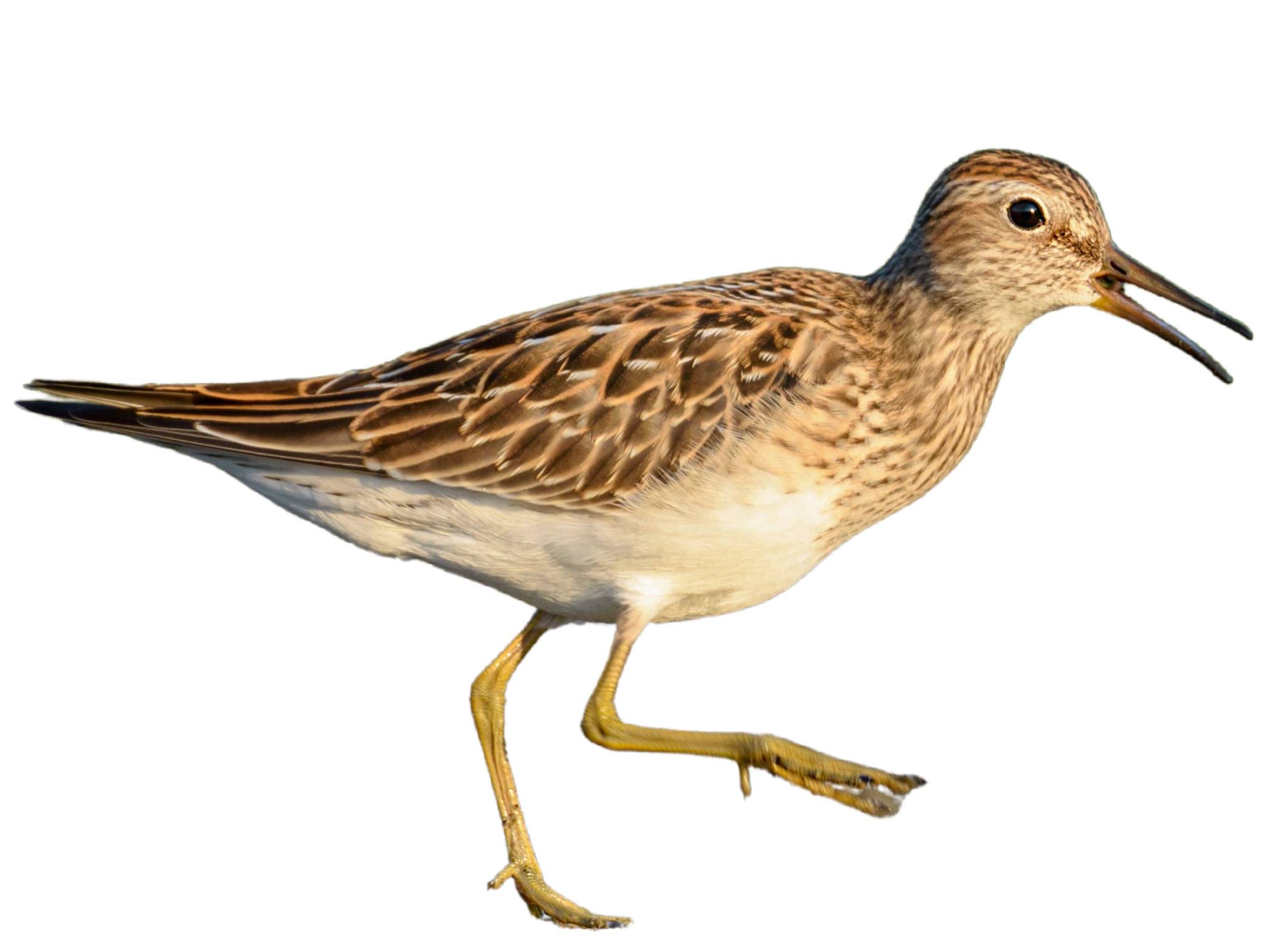 Pectoral Sandpiper (Calidris melanotos) identification - Birda