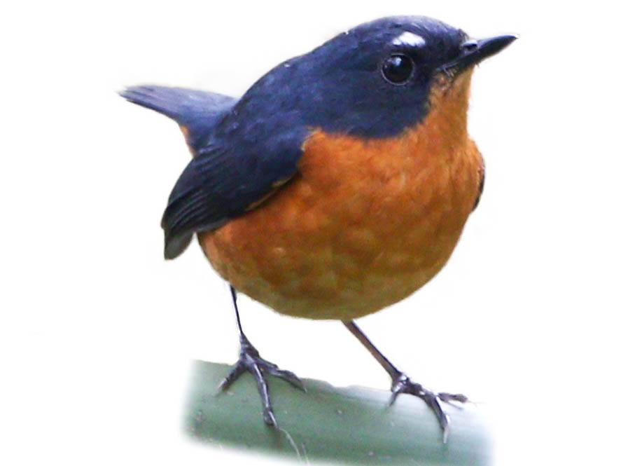 Rusty-bellied Shortwing (Brachypteryx hyperythra) identification - Birda