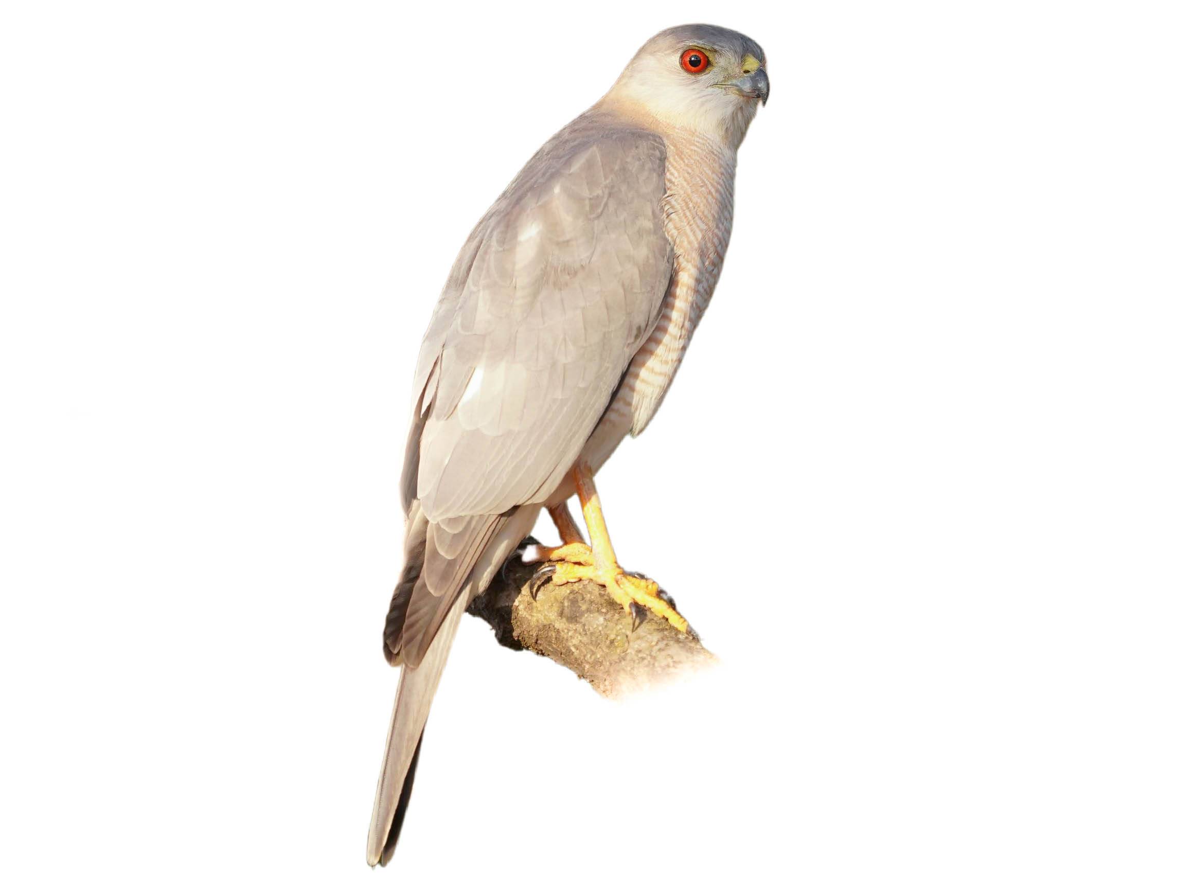 Shikra (Tachyspiza badia) identification - Birda