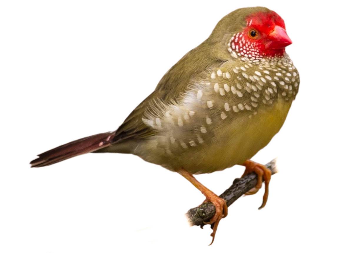 Star Finch (Bathilda ruficauda) identification - Birda