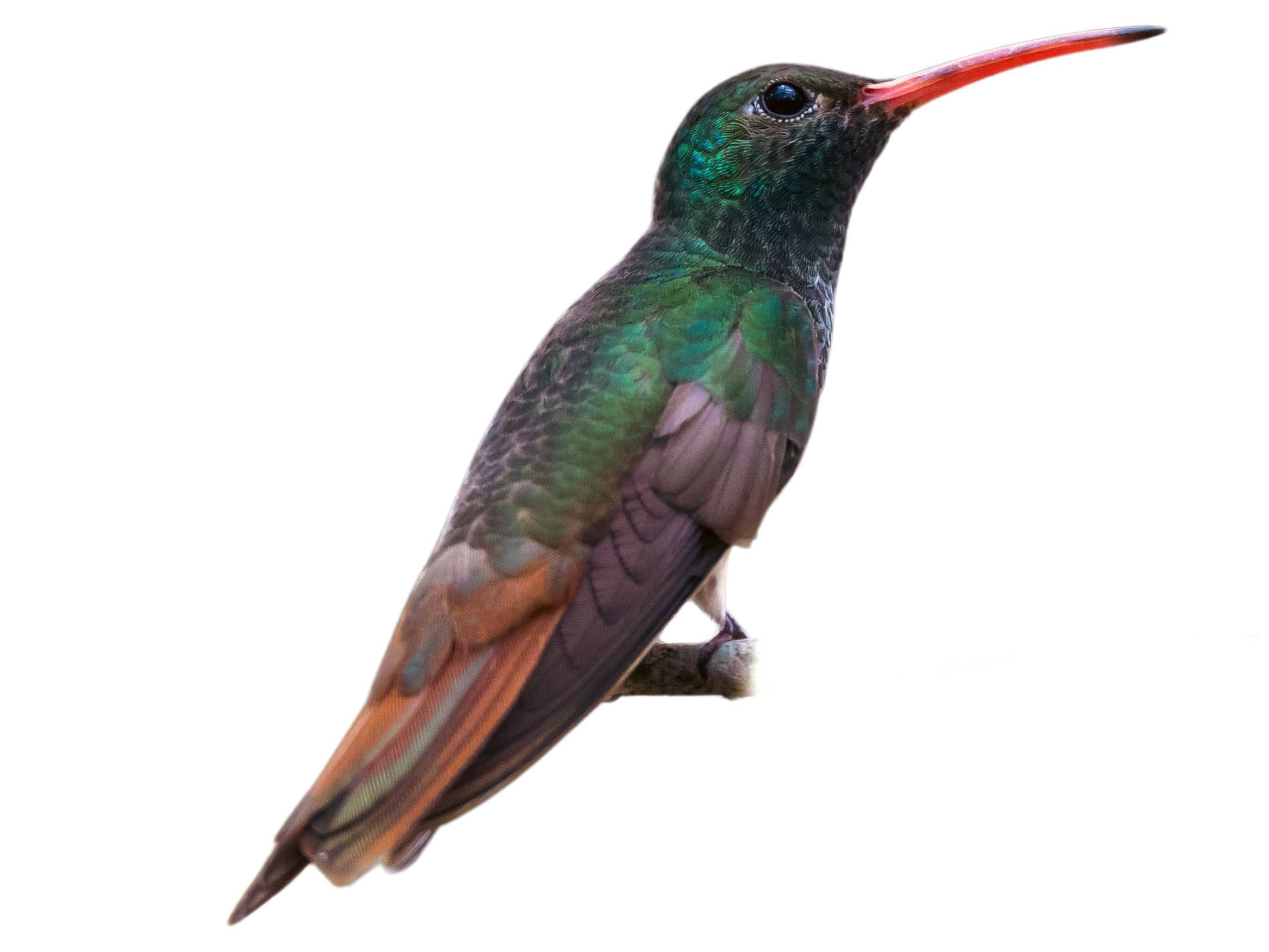 Buff-bellied Hummingbird (Amazilia yucatanensis) identification - Birda