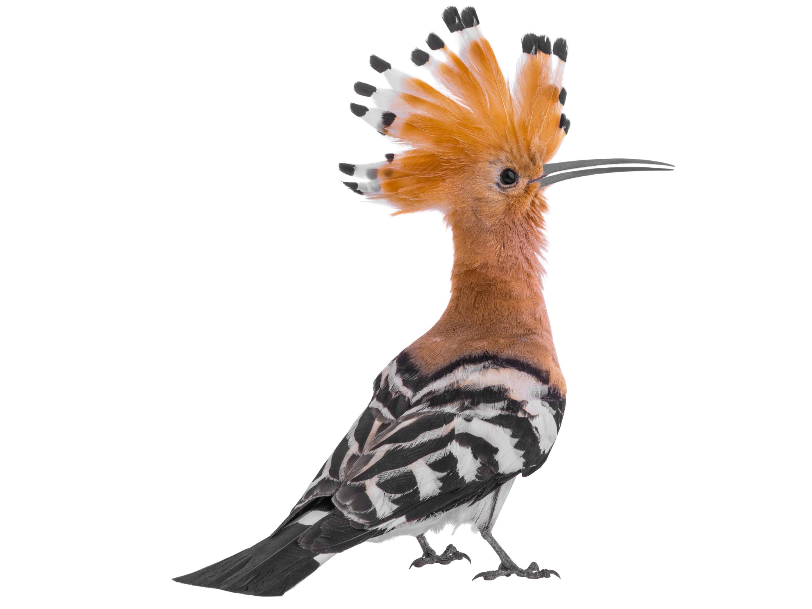 Eurasian Hoopoe (Upupa epops) identification - Birda