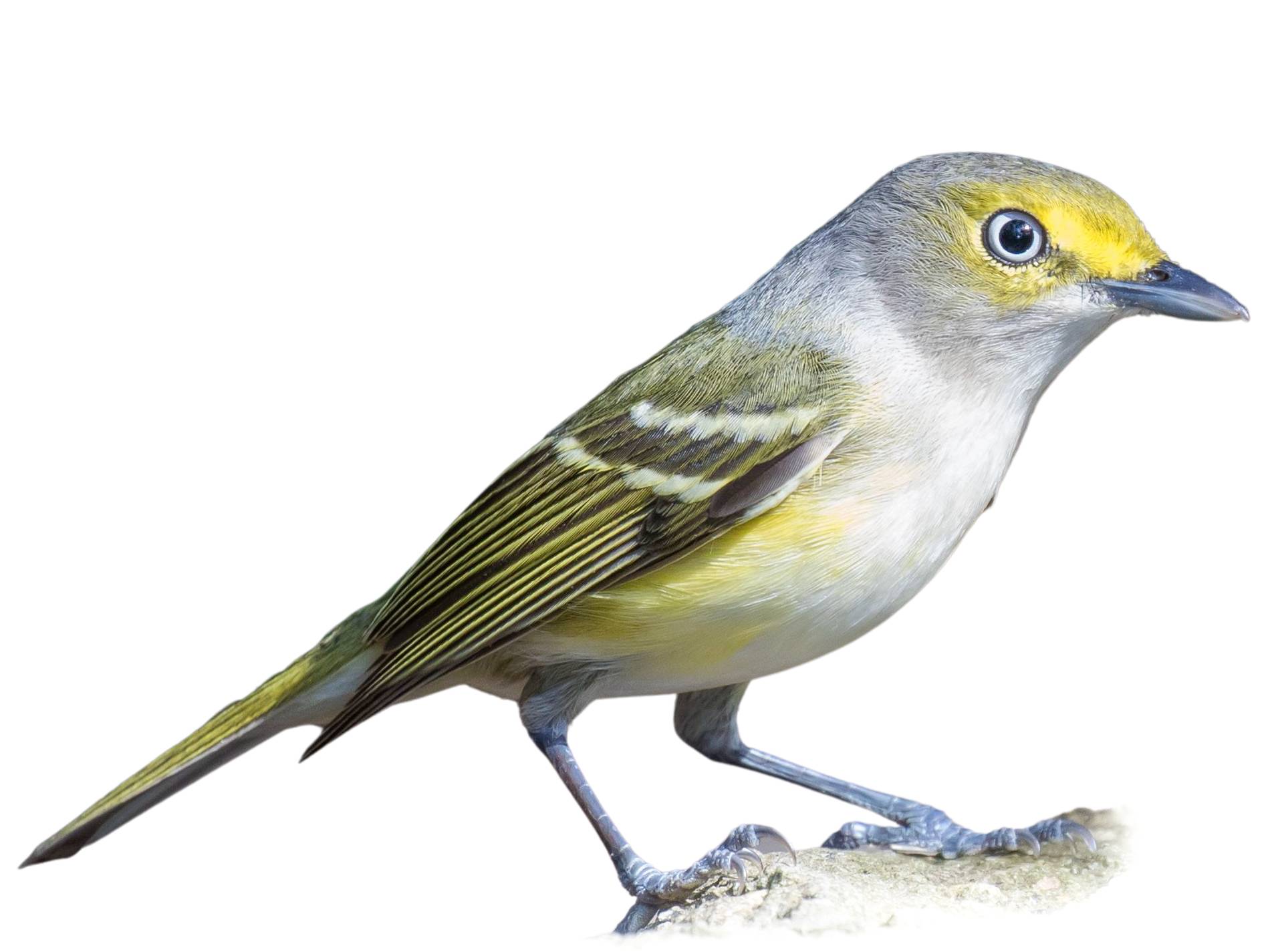 White-eyed Vireo (Vireo griseus) identification - Birda