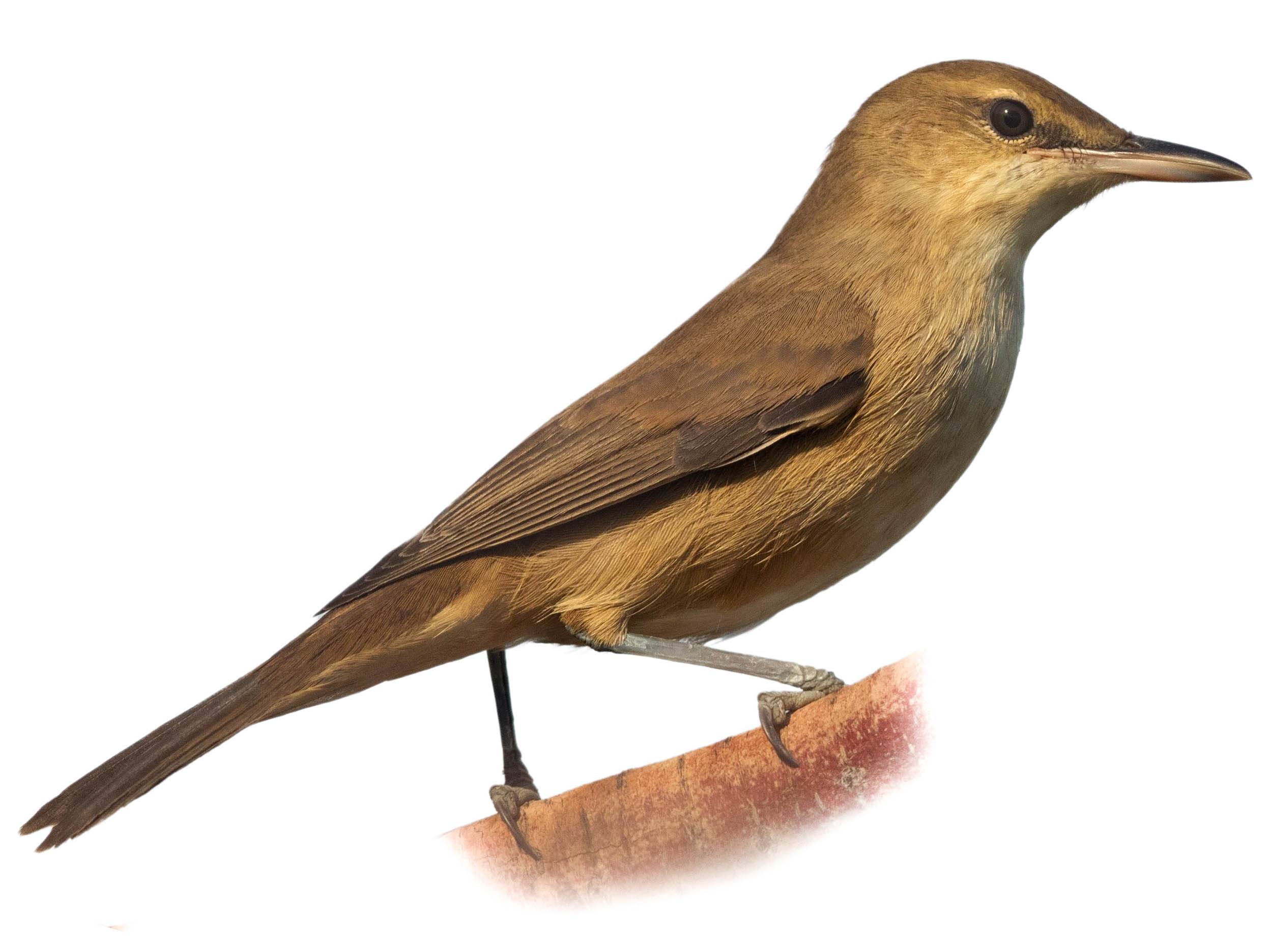 Clamorous Reed Warbler (Acrocephalus stentoreus) identification - Birda