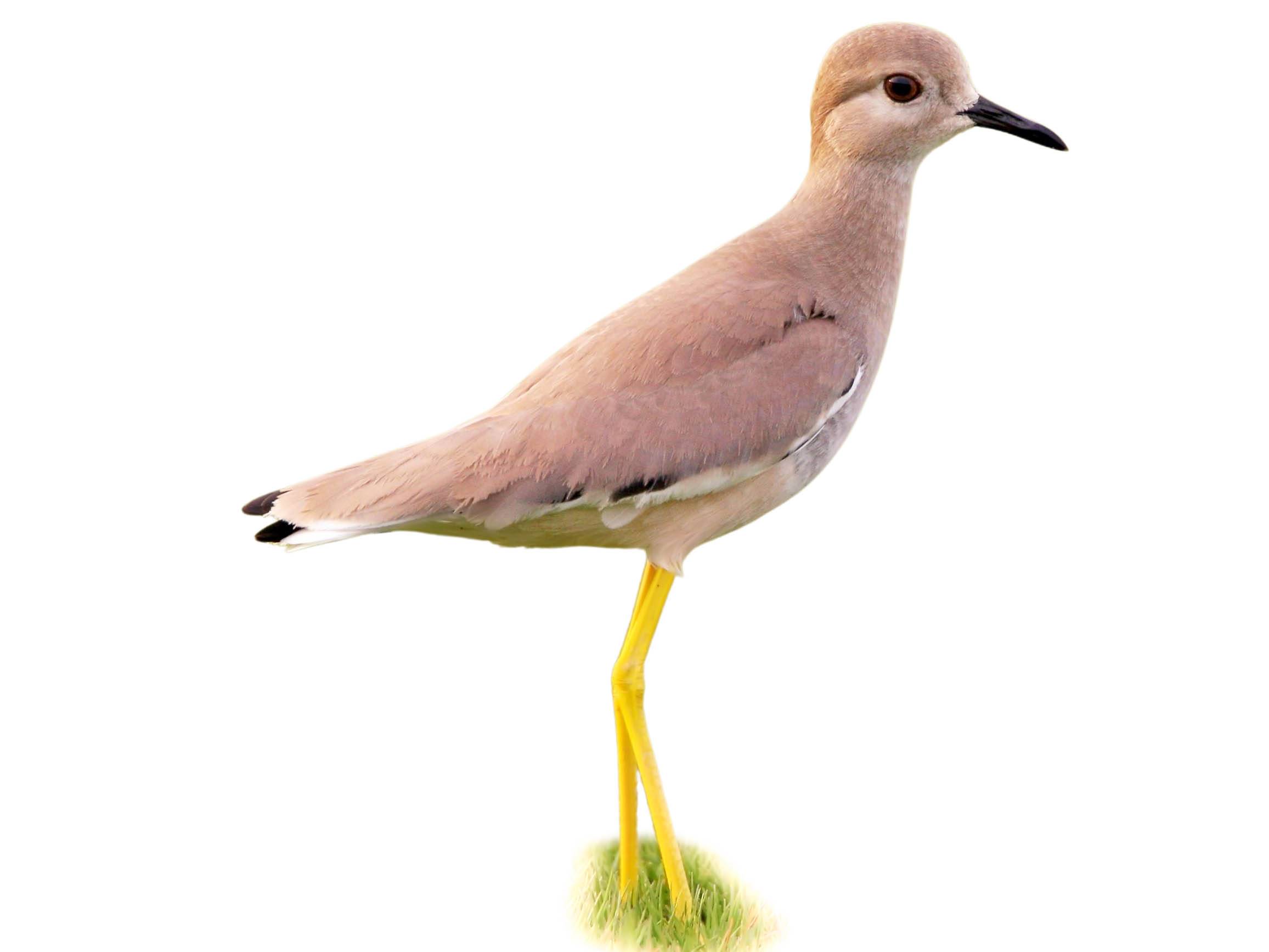 White-tailed Lapwing (Vanellus leucurus) identification - Birda
