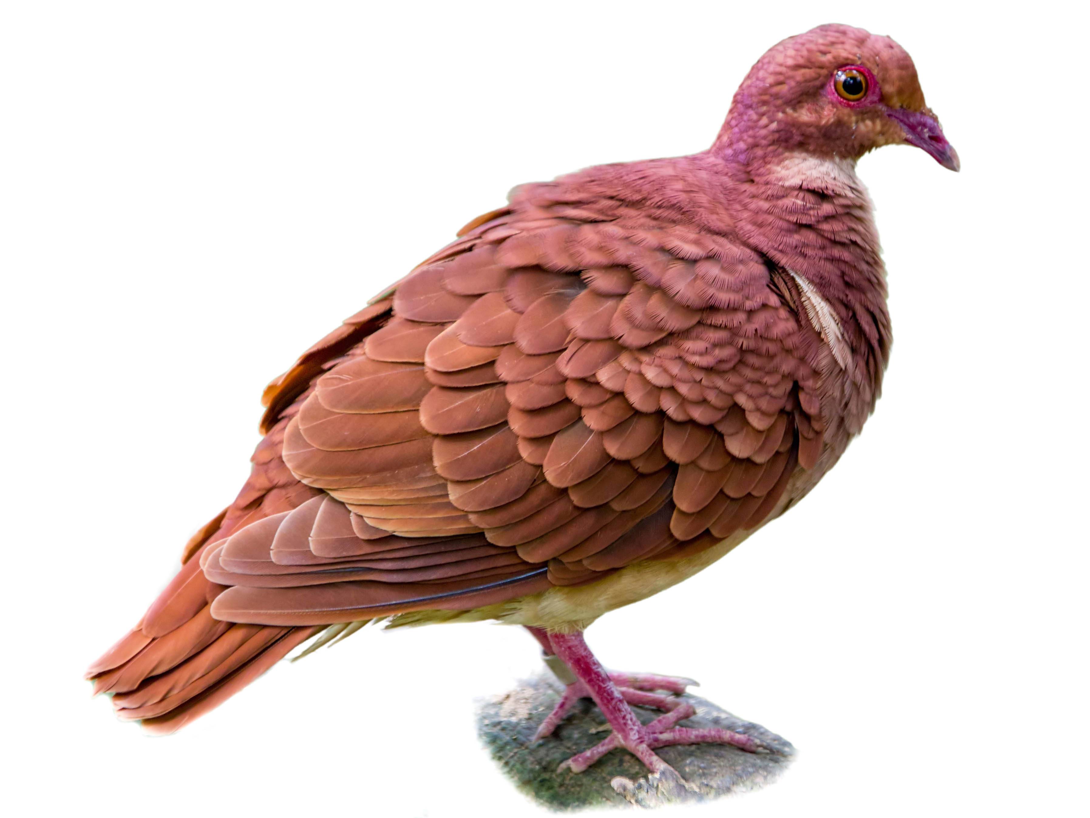 Ruddy Quail-Dove (Geotrygon montana) identification - Birda
