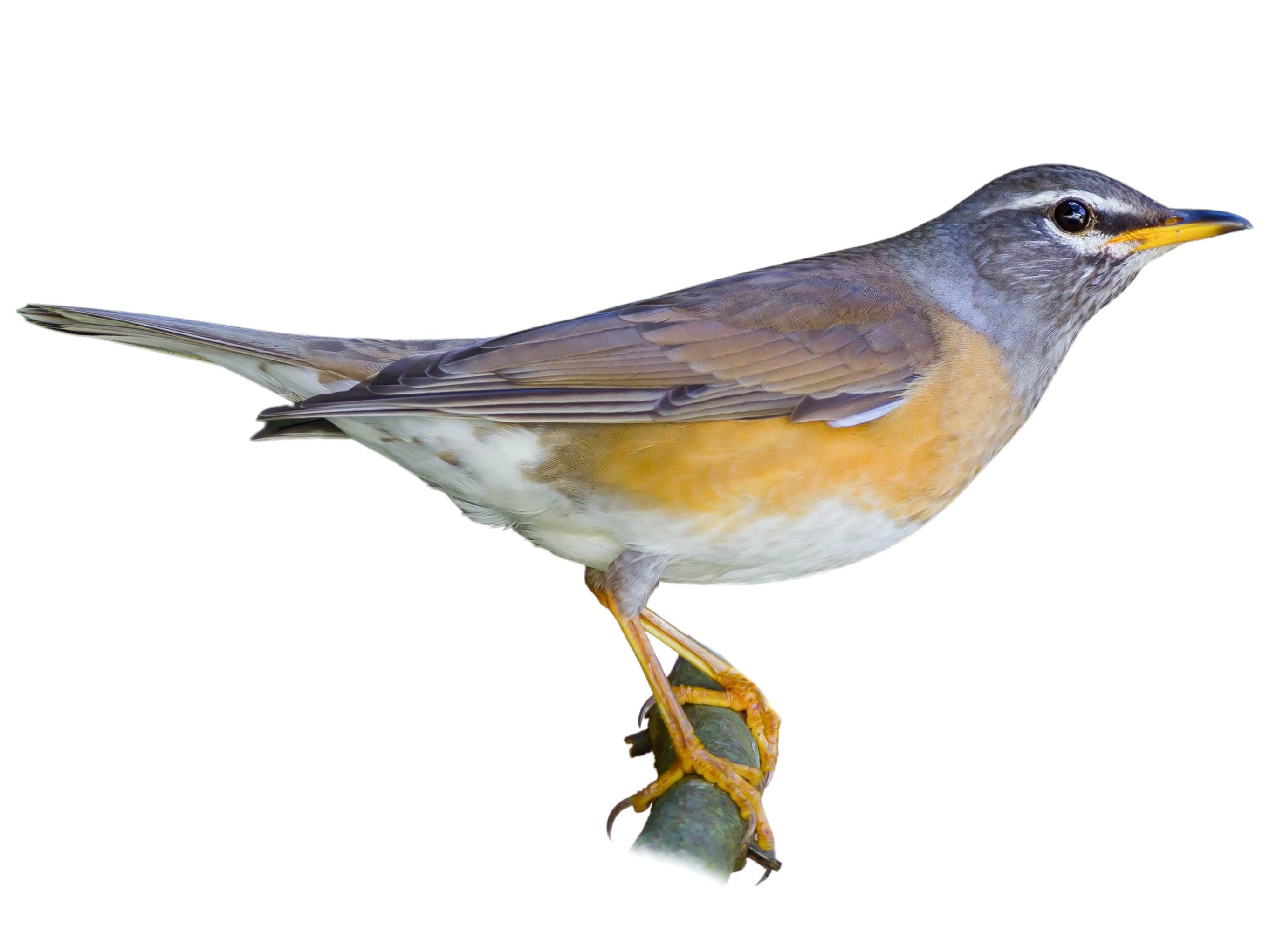 Eyebrowed Thrush (Turdus obscurus) identification - Birda