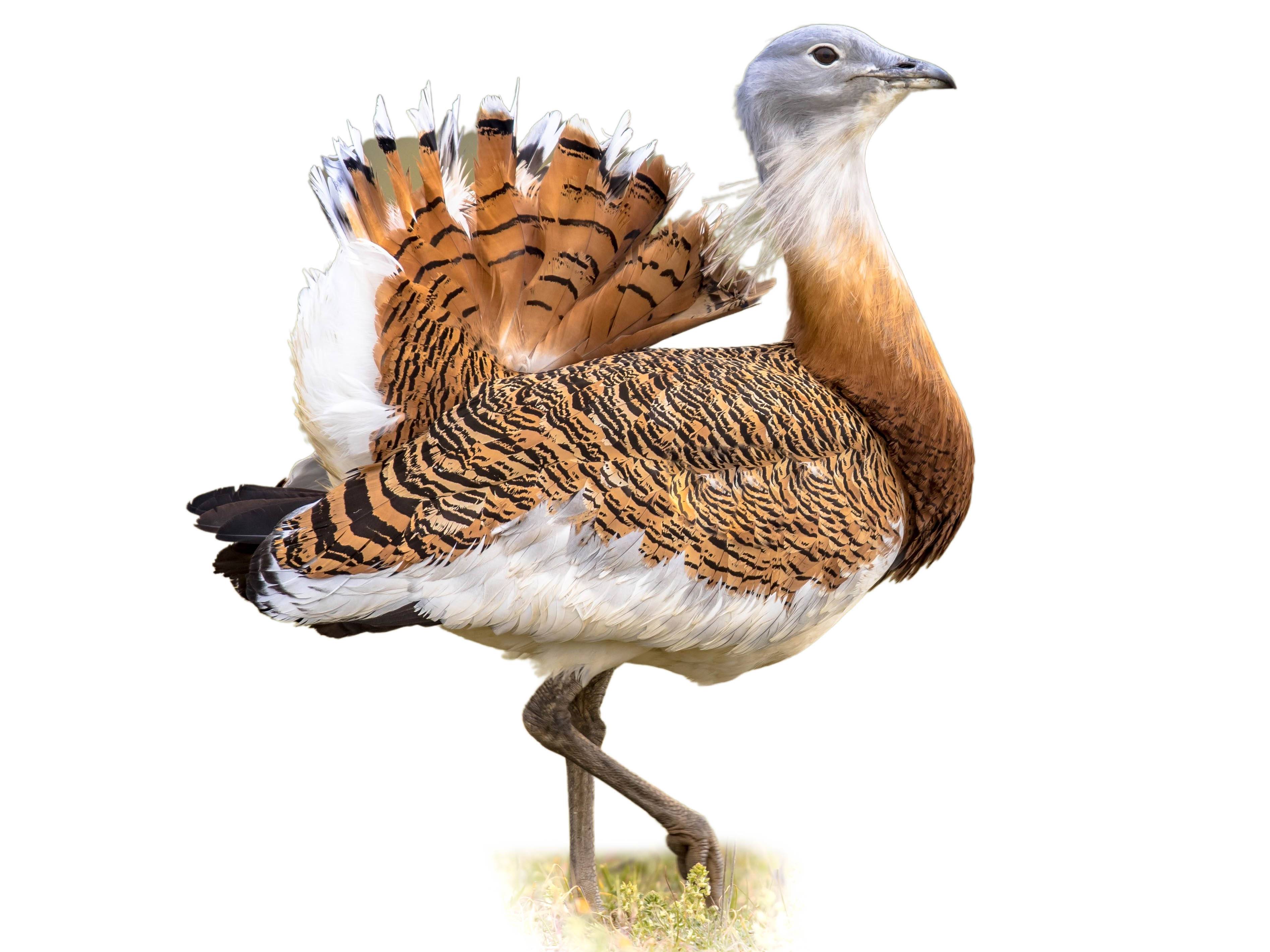 Great Bustard (Otis tarda) identification - Birda