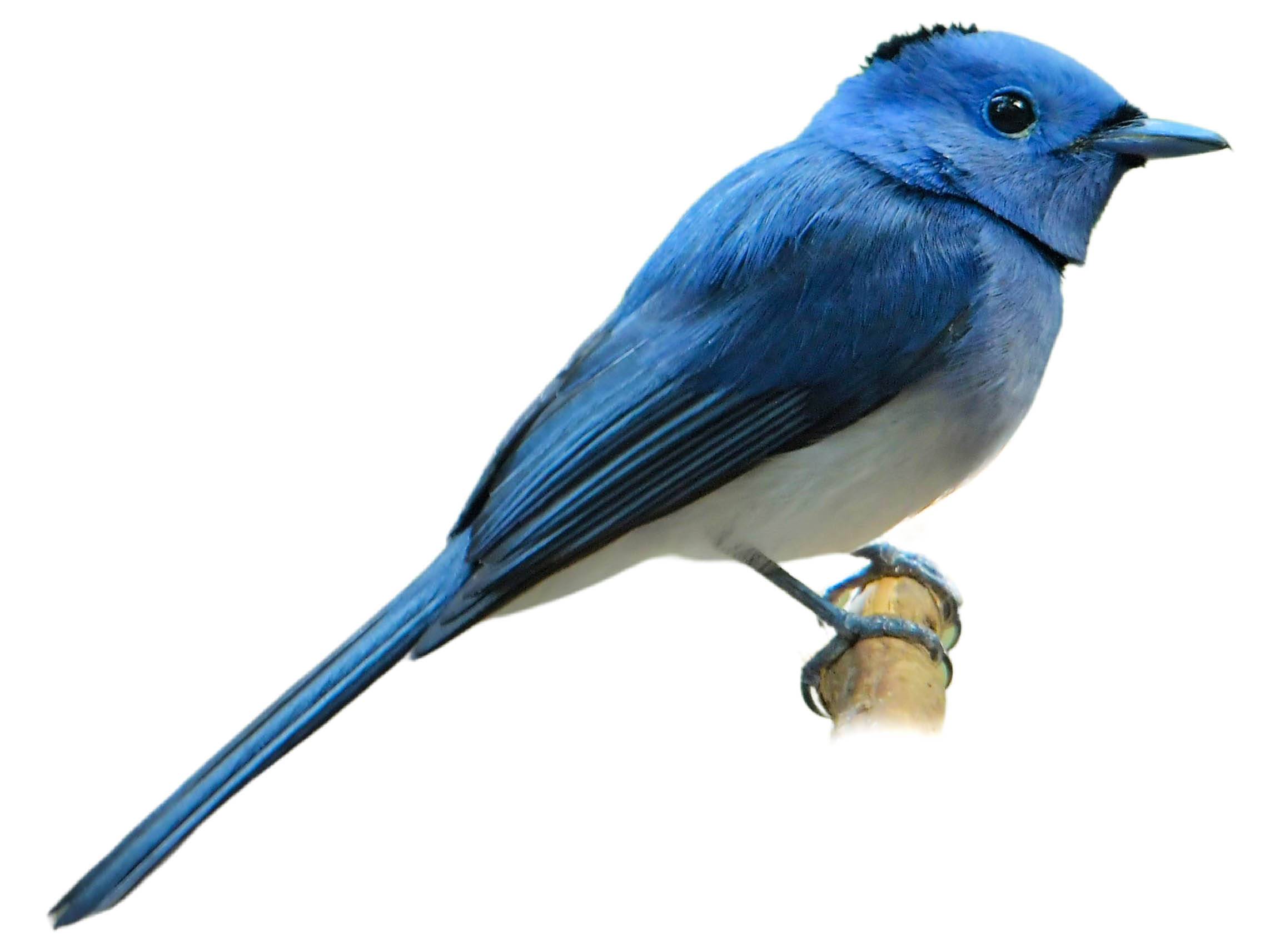 Black-naped Monarch (Hypothymis azurea) identification - Birda