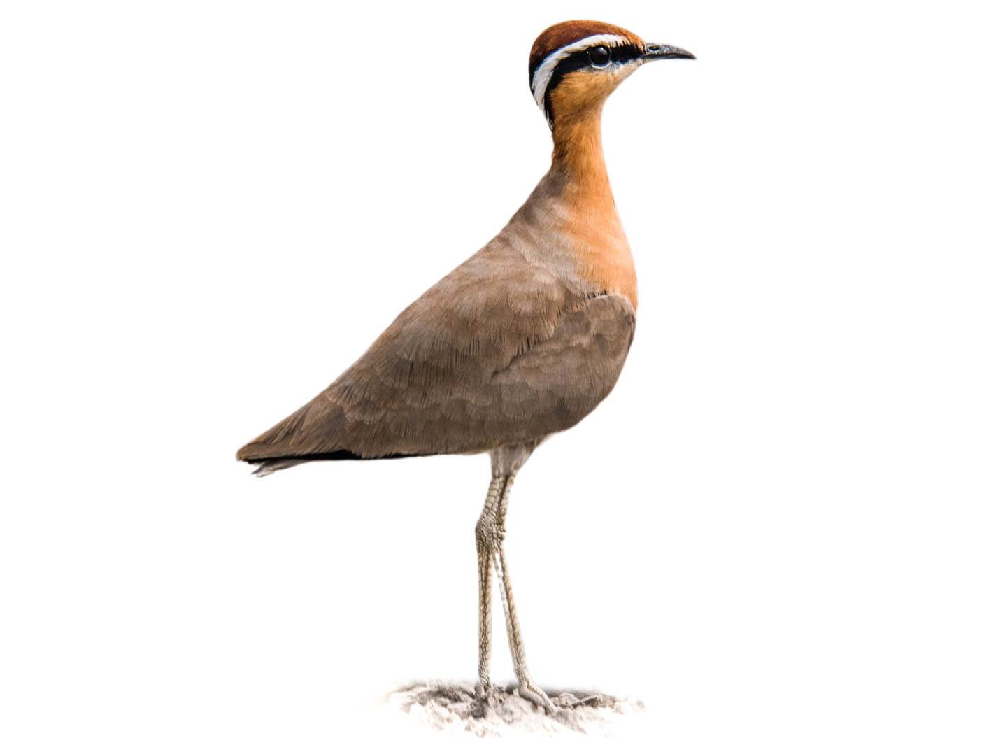 Indian Courser (Cursorius coromandelicus) identification - Birda