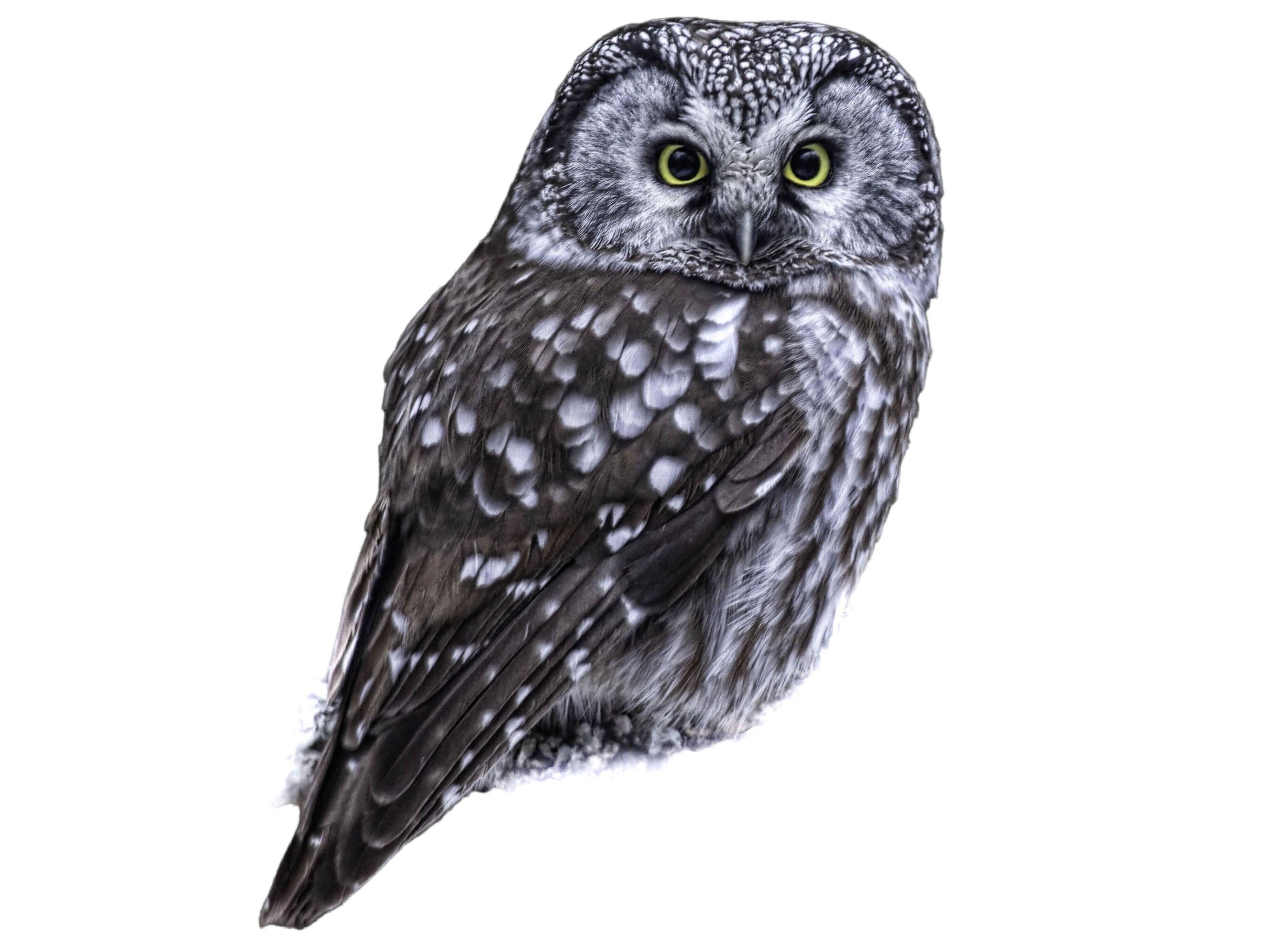 Boreal Owl (Aegolius funereus) identification - Birda