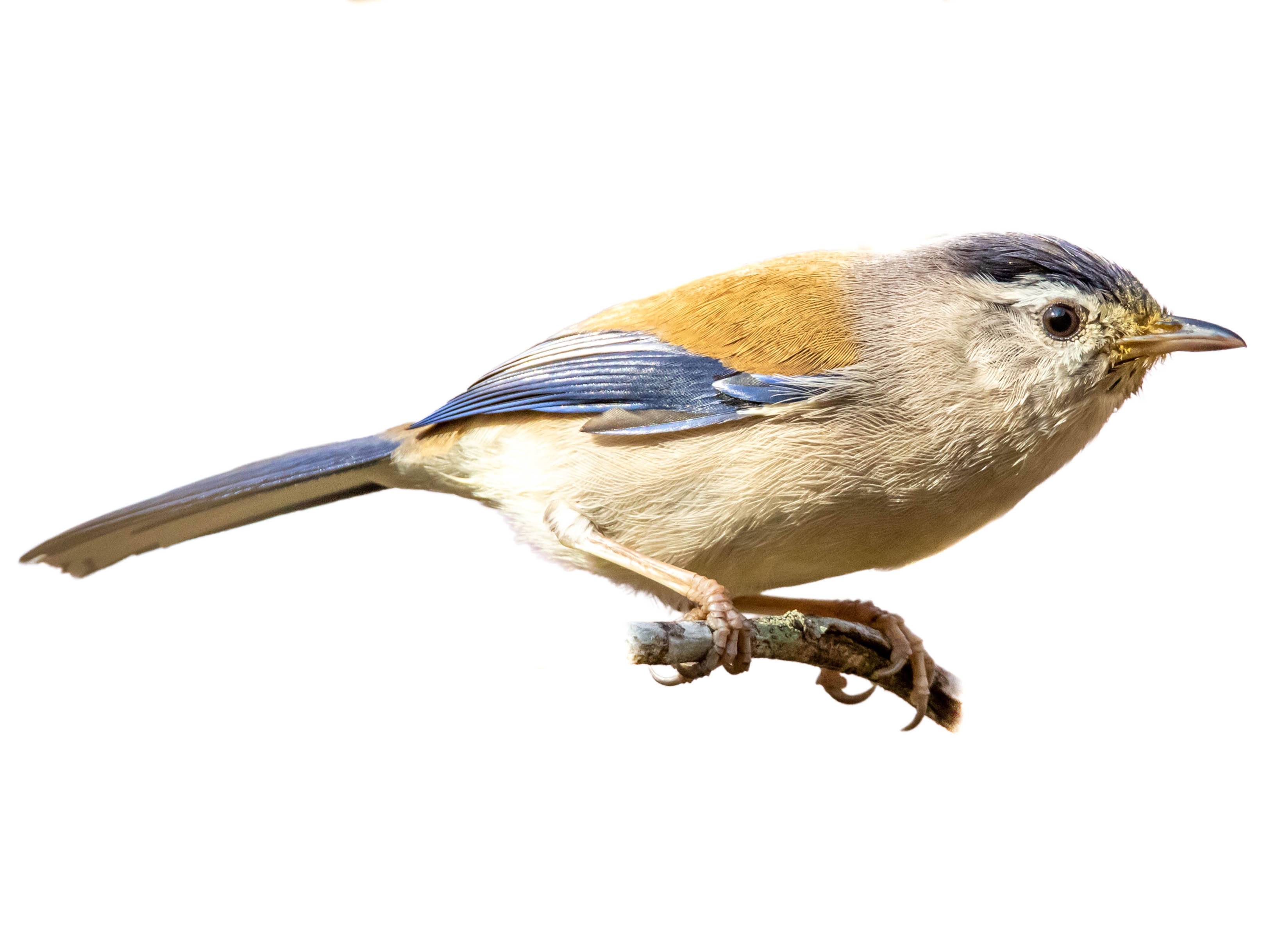 Blue-winged Minla (Actinodura cyanouroptera) identification - Birda