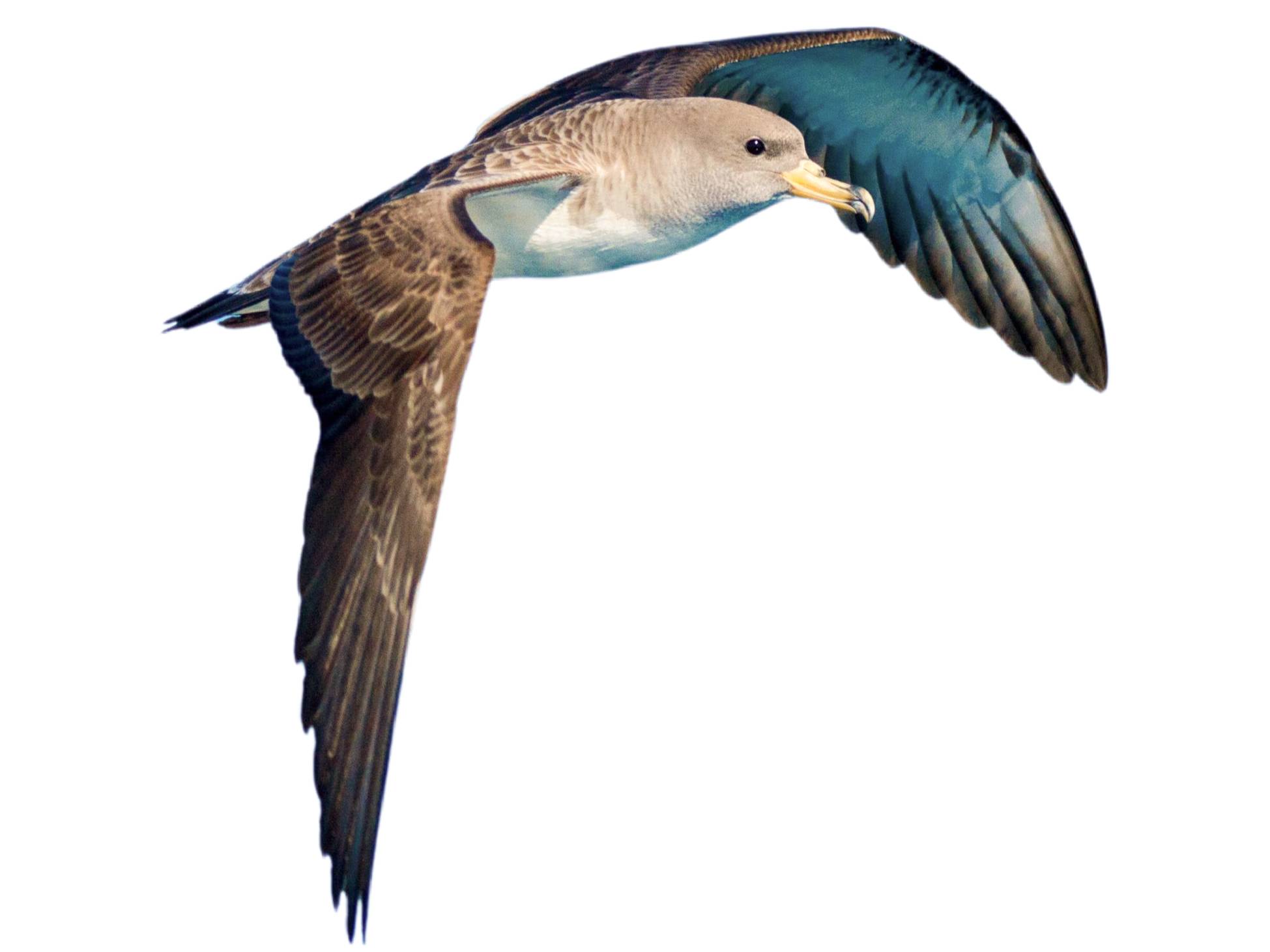 Scopoli's Shearwater (Calonectris diomedea) identification - Birda